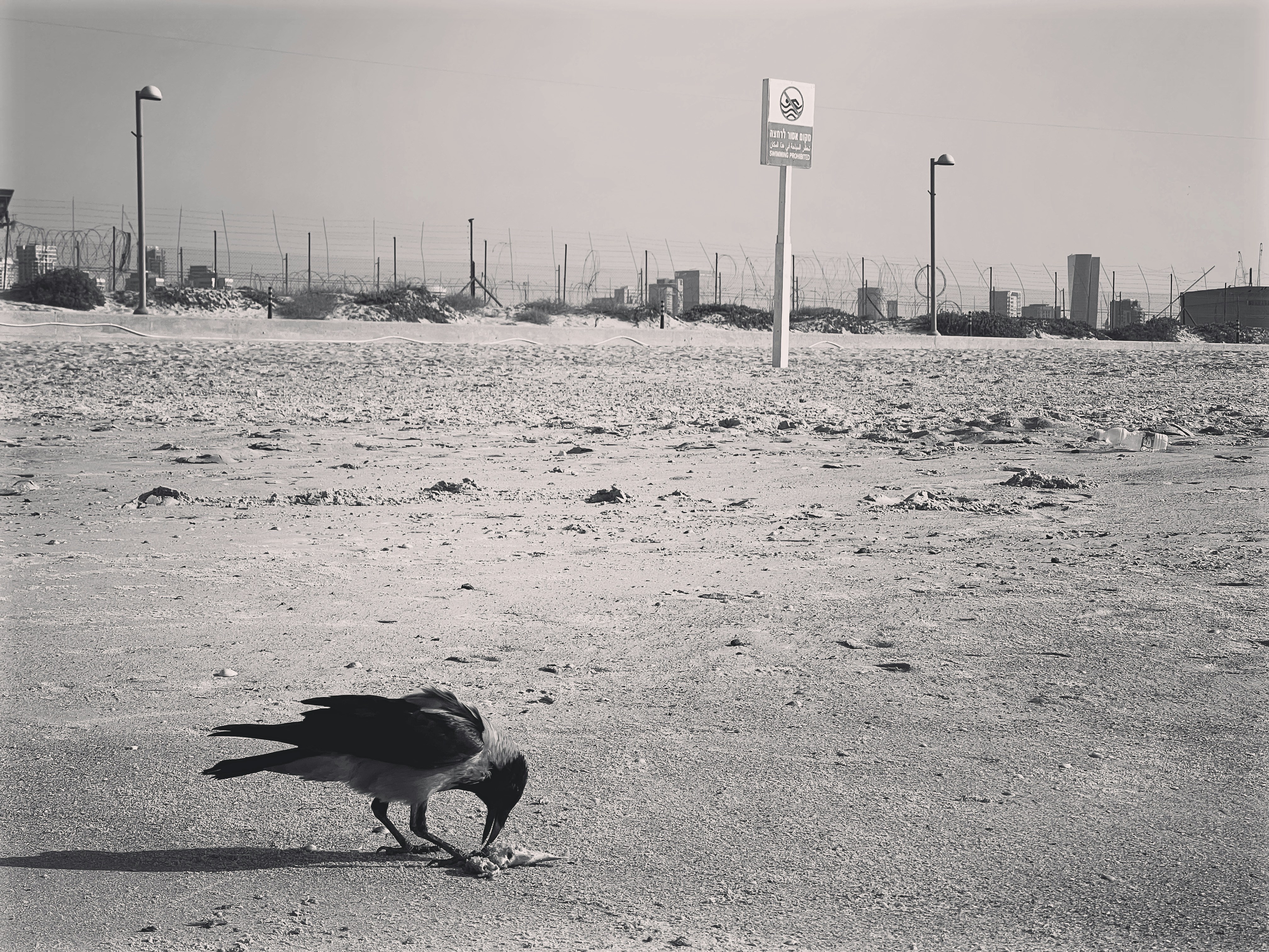 Solitary Seabird on a Desaturated Shore