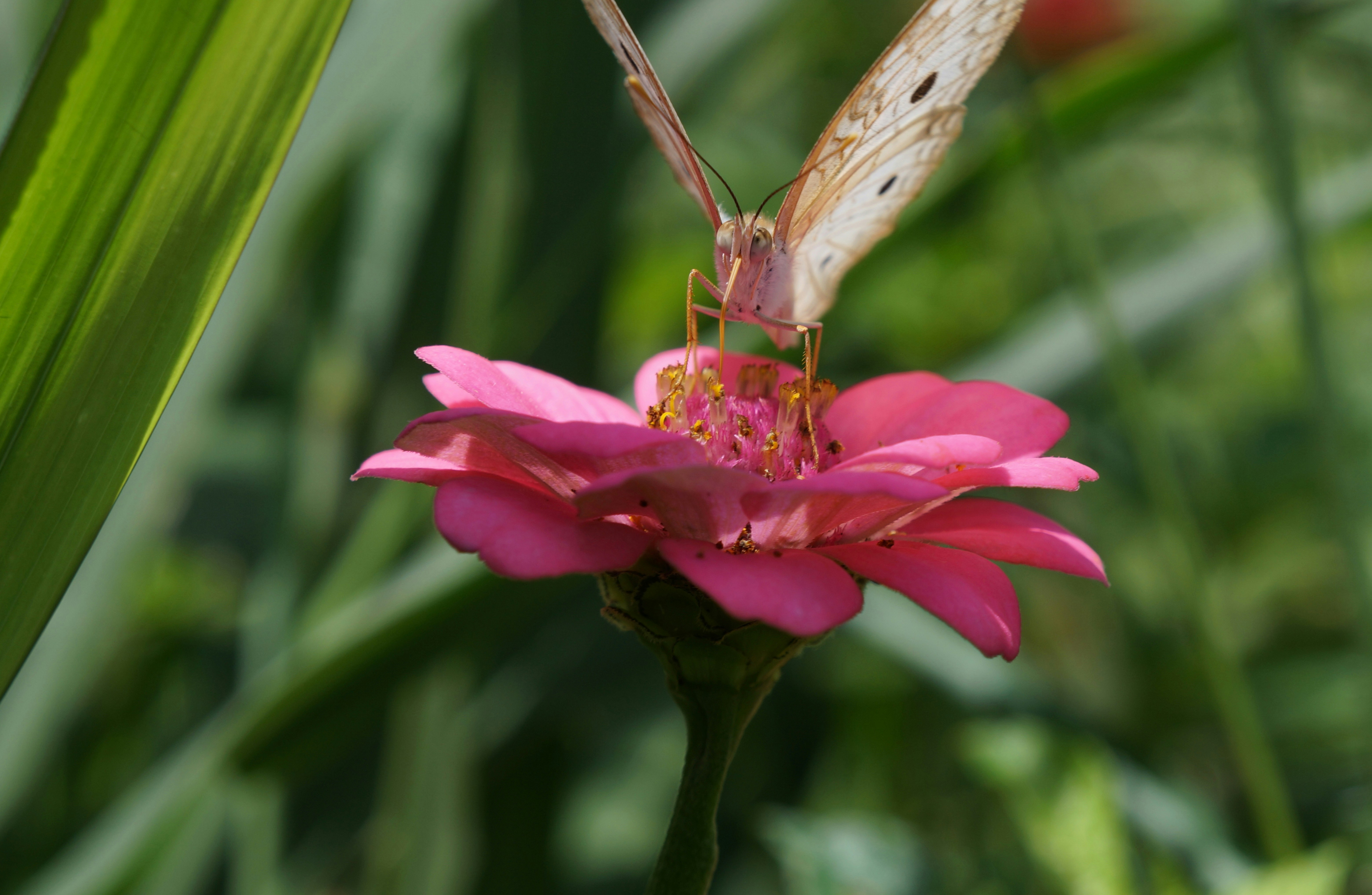 Close-up of a pink bloom with a butterfly perched on its petals, set against a softly blurred green background. The scene highlights pollinator-flower interaction and fine petal detail.