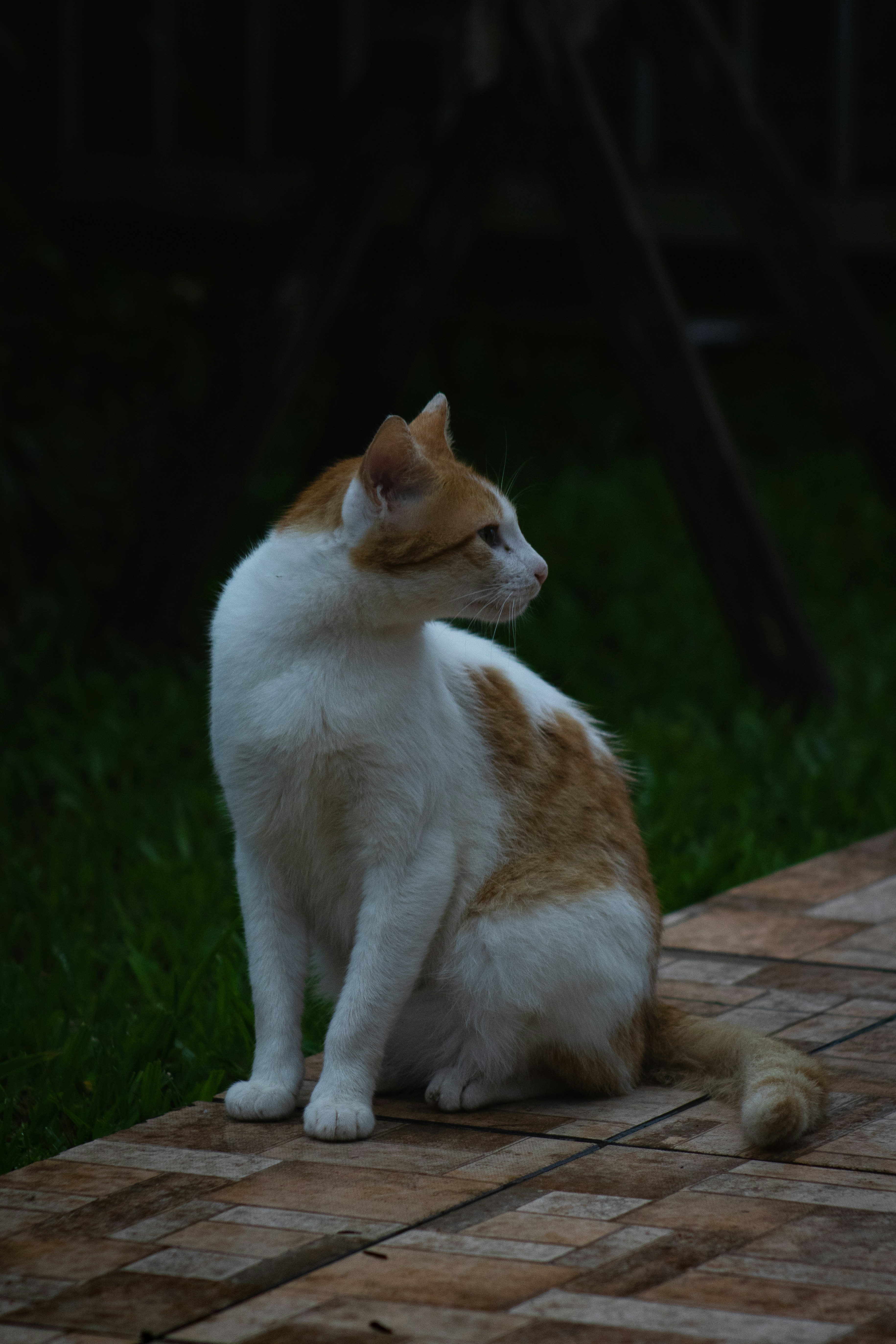 Photo by Jucélio Silva with Canon EOS 250D