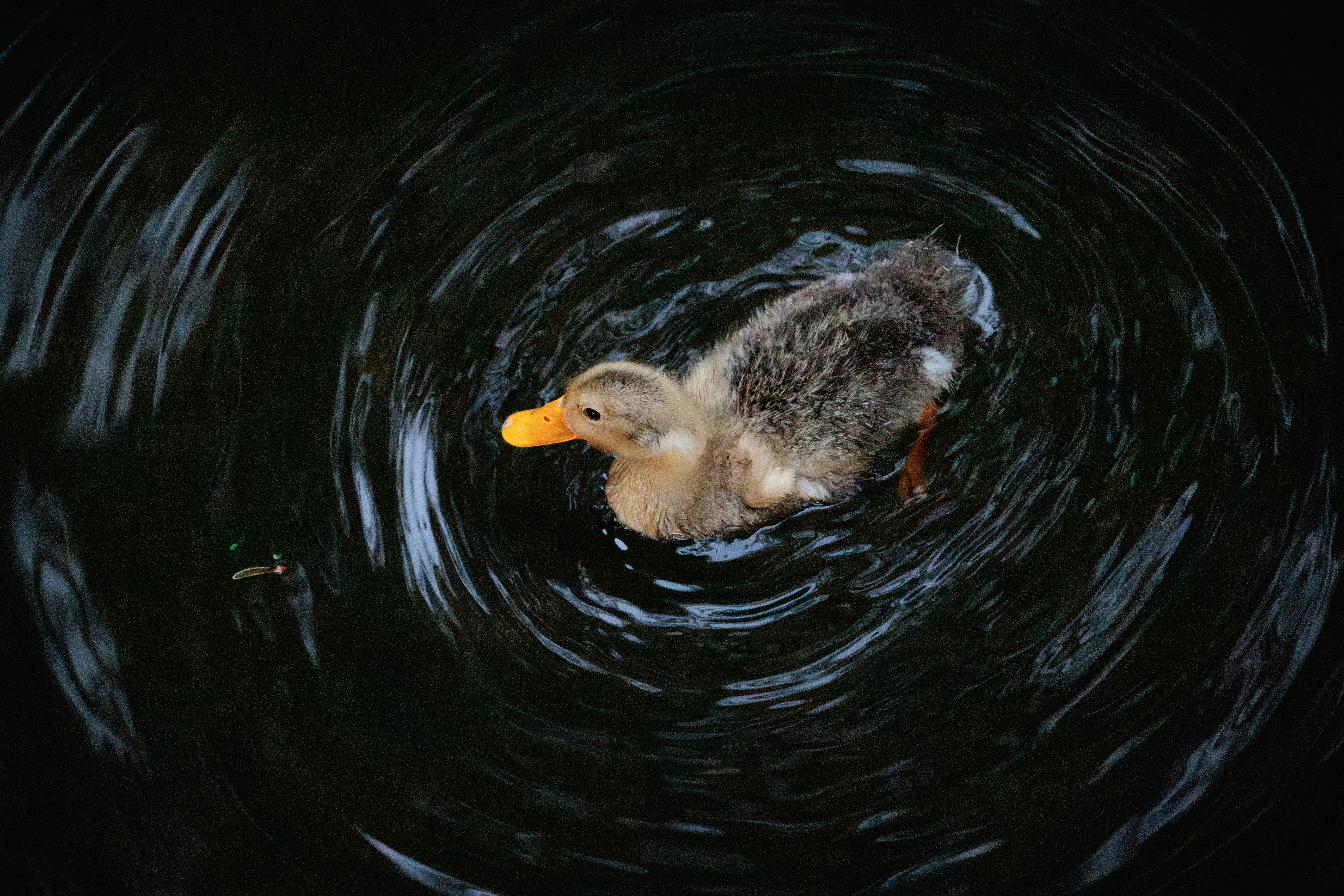 Duckling in the Eye of a Circular Water Whorl
