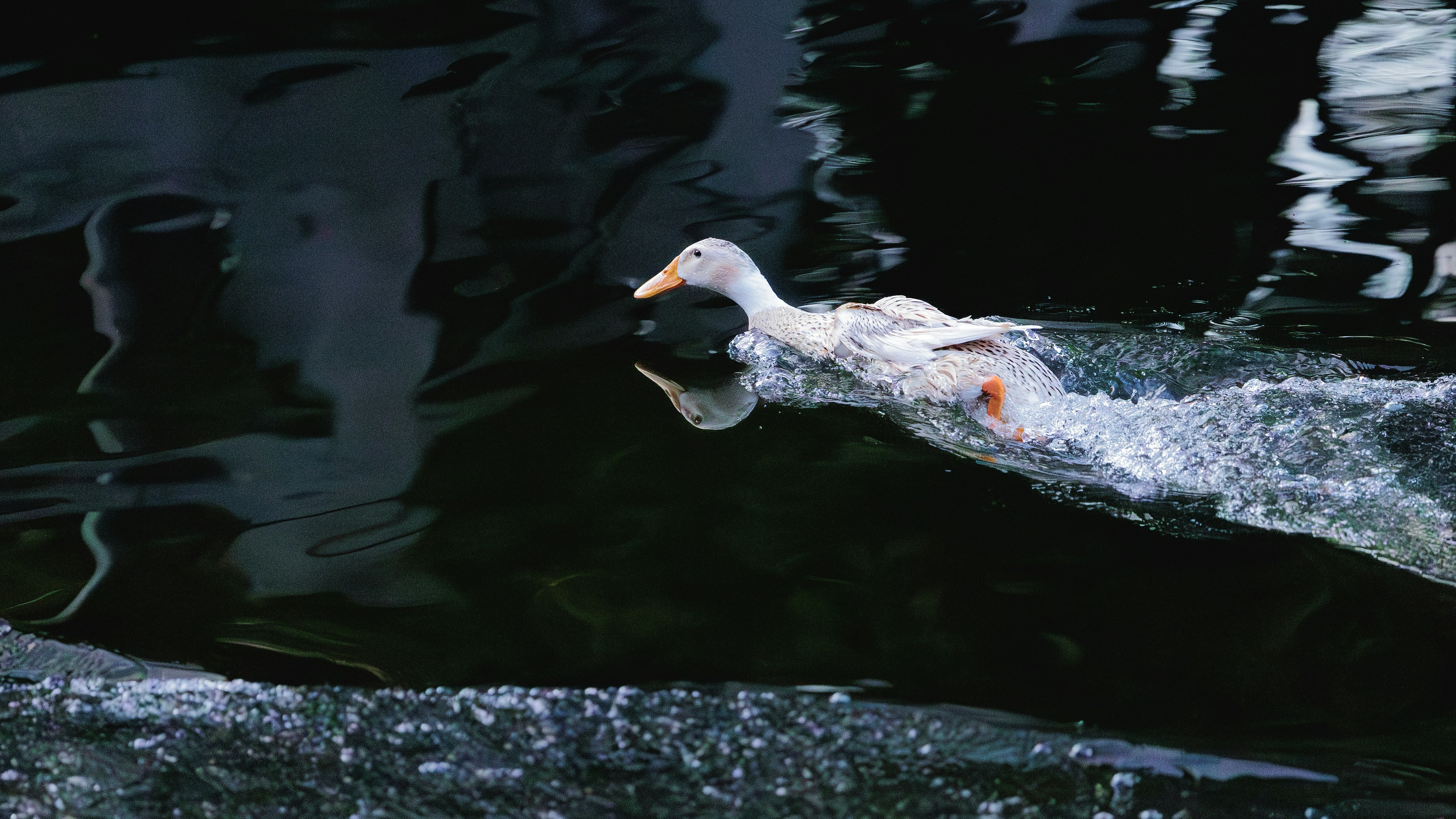 Gloom Glide: White Duck Navigates a Shadowed Waterway