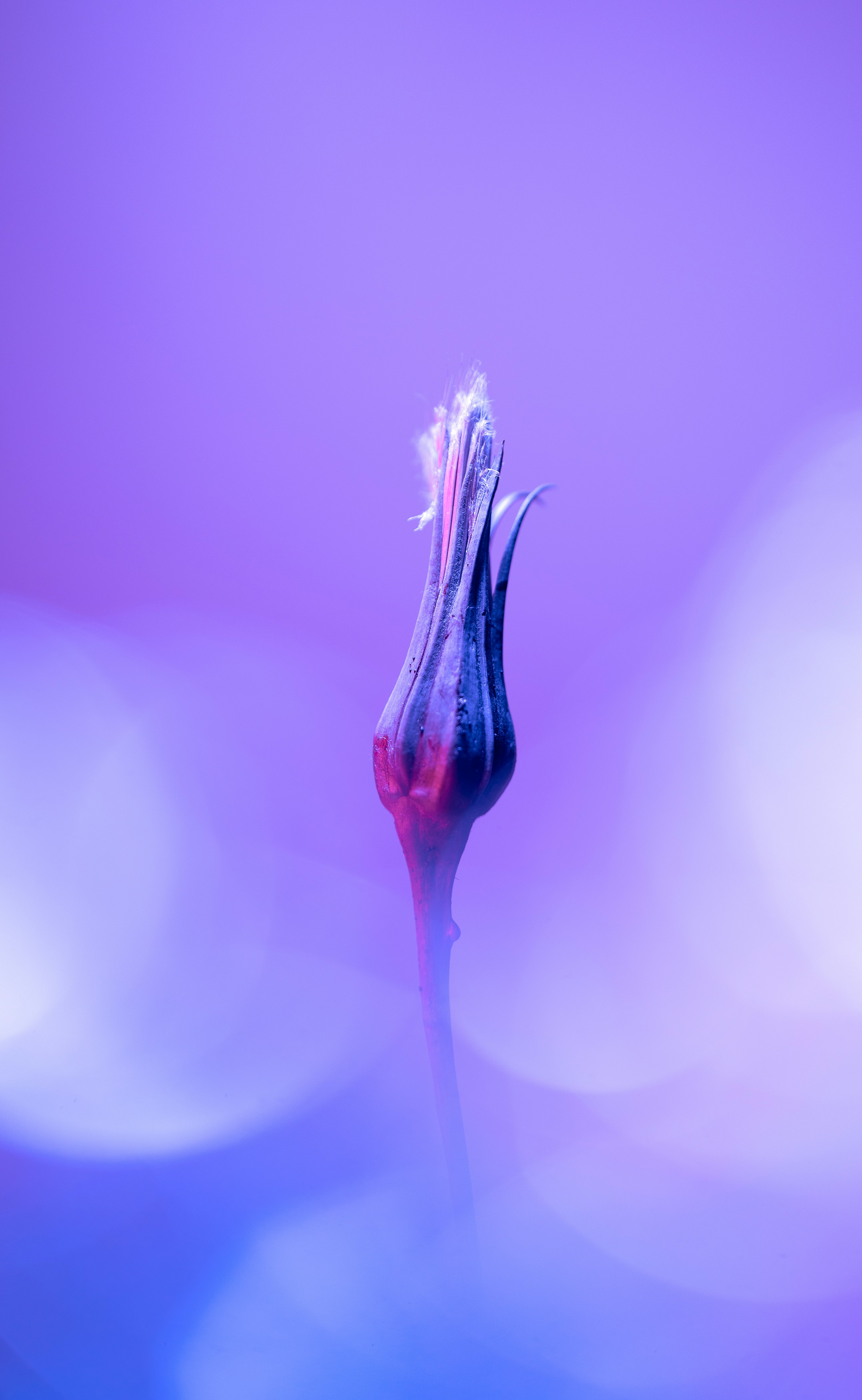 The Quiet Bud Awakens in a Lavender Haze