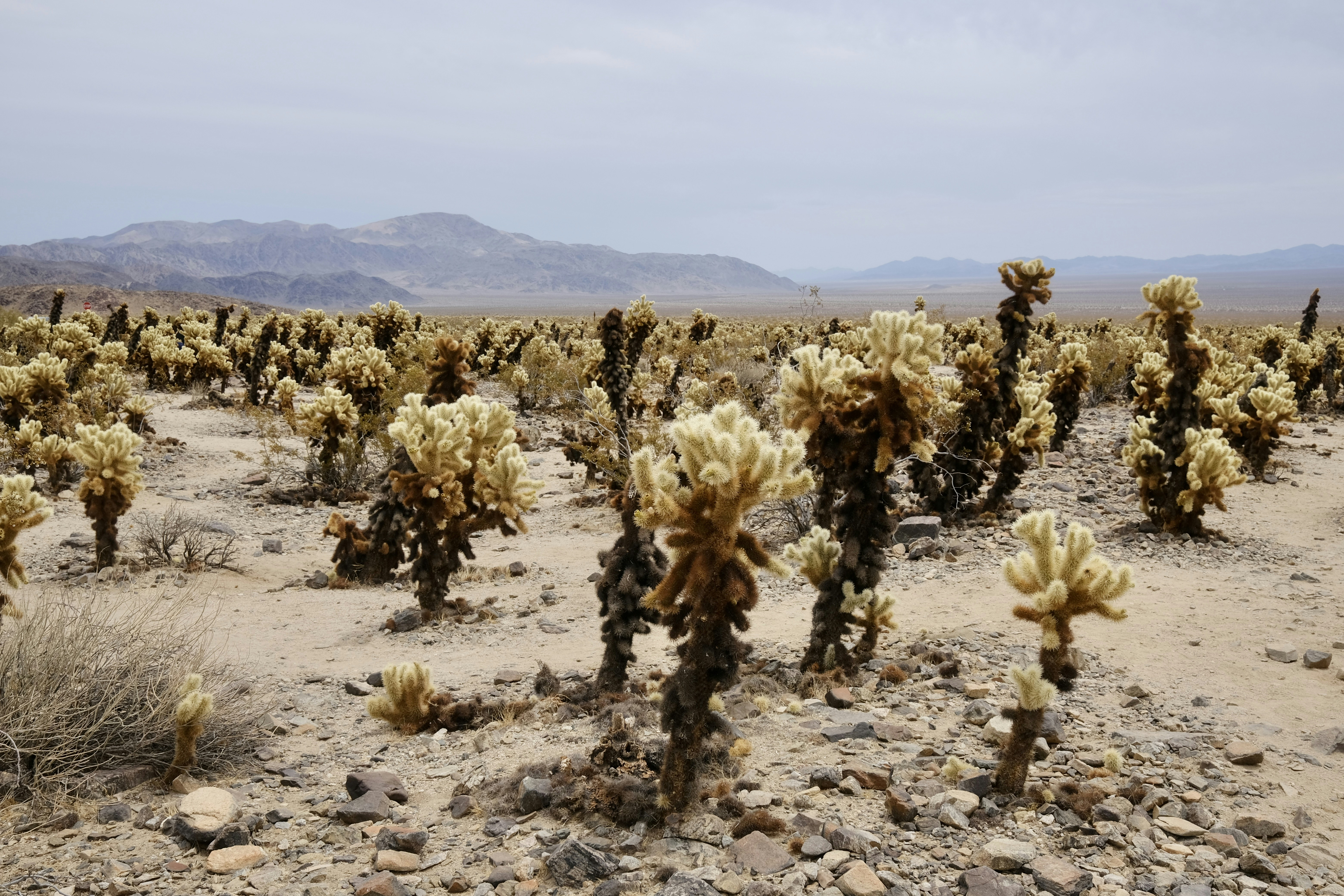 Desert Choir: Tufted Yucca-like Forms Across a Quiet Plain