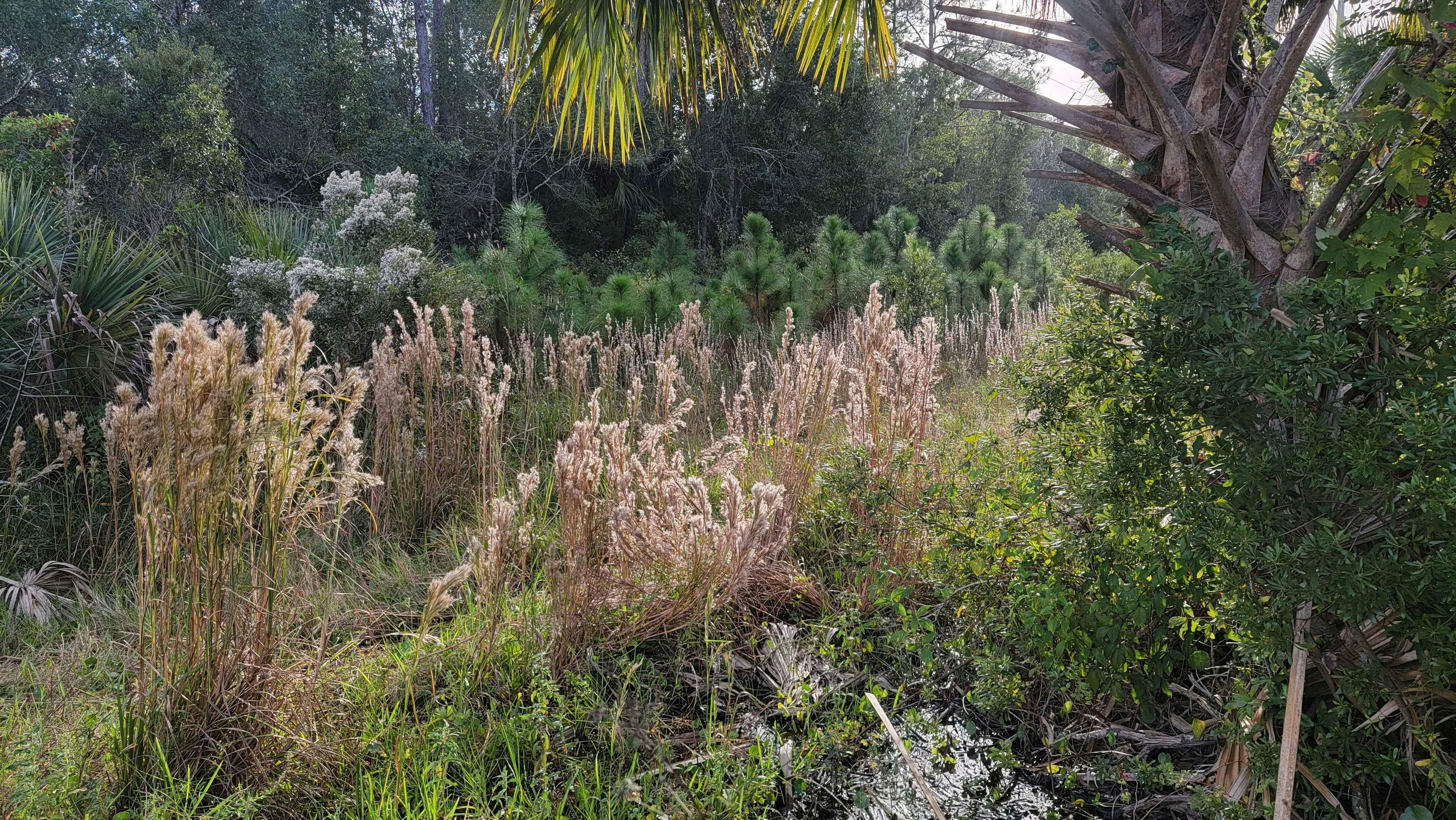 Whispers of the Wild: A Serene Landscape