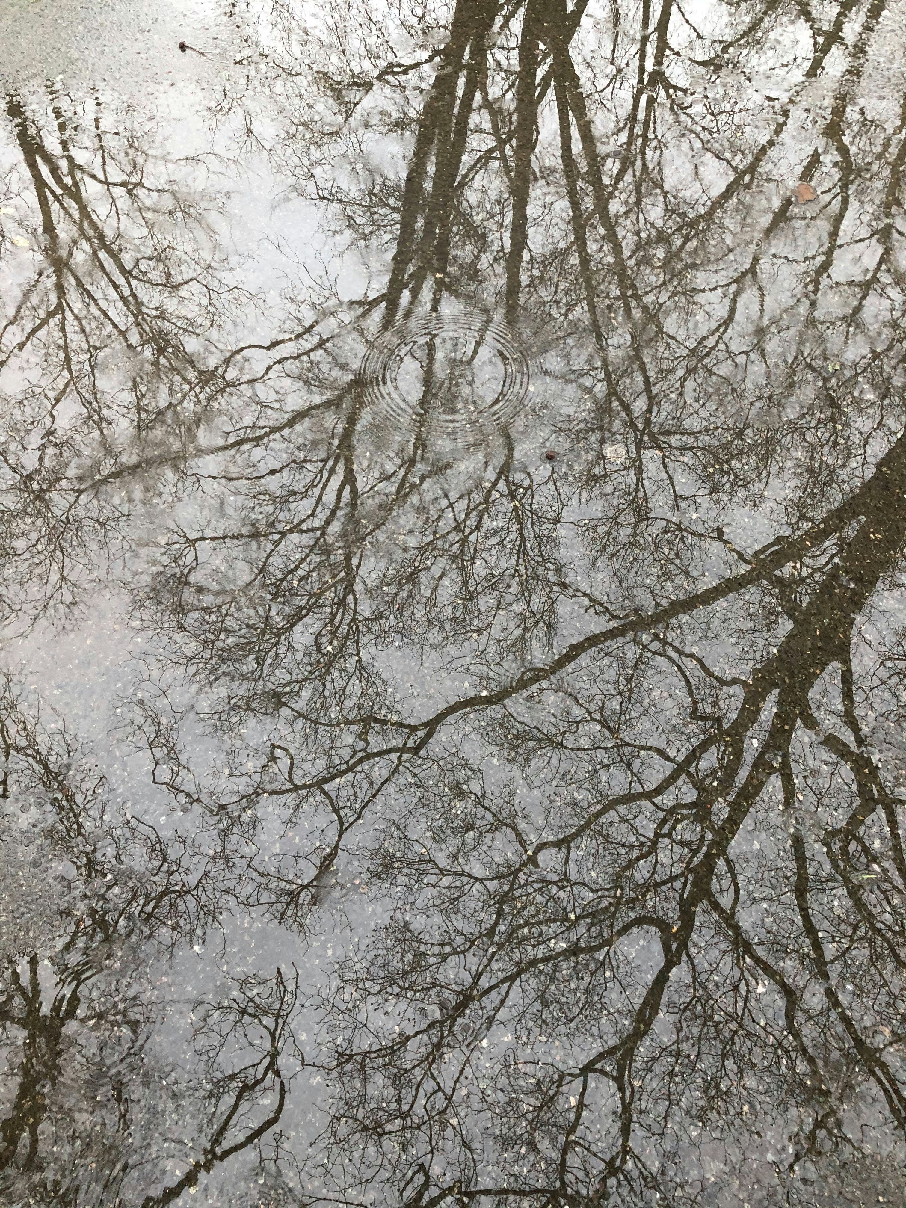 Branching Reflections: An Icy Skyward Reverie