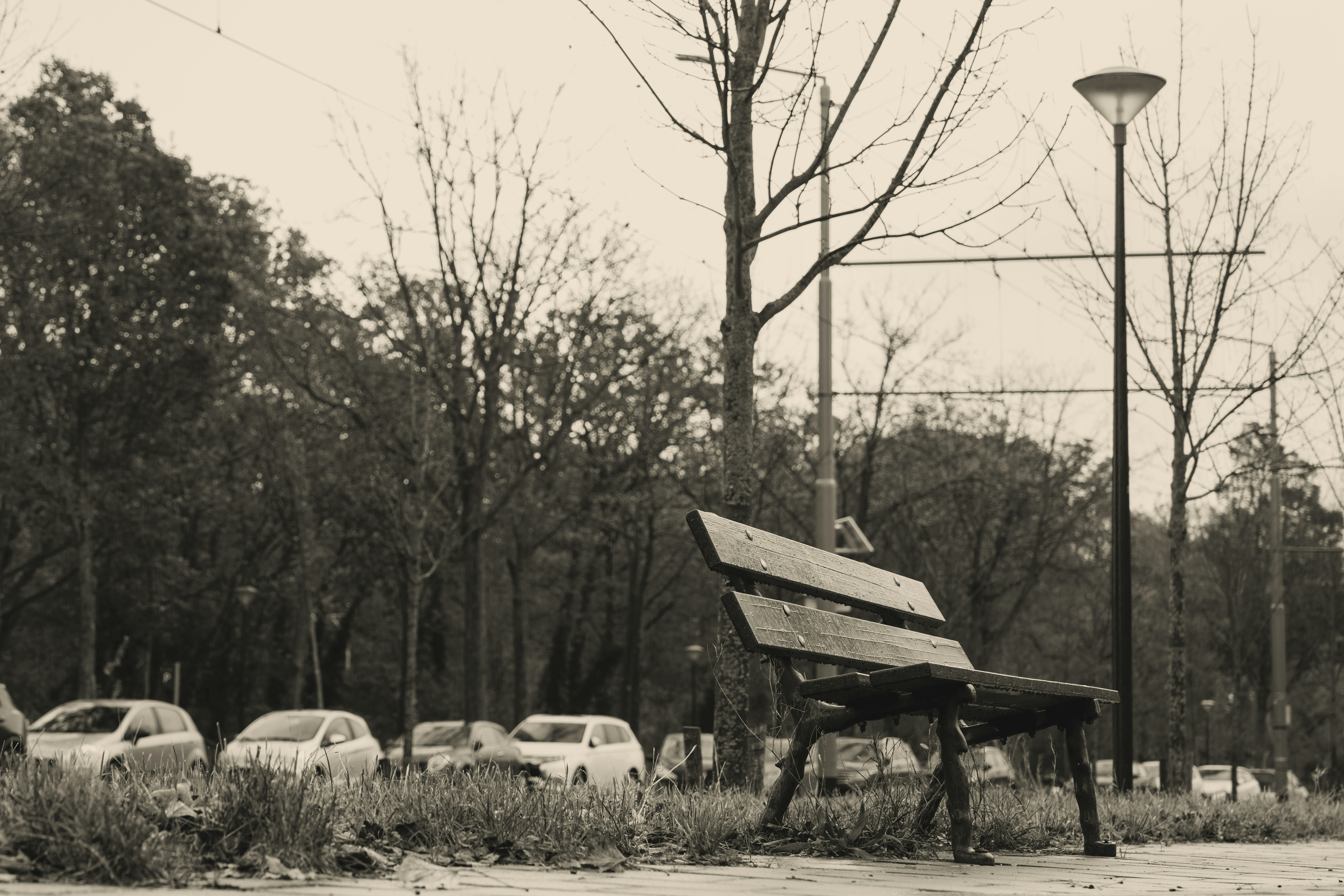 Weathered Quiet: A Park Bench Under Bare Trees