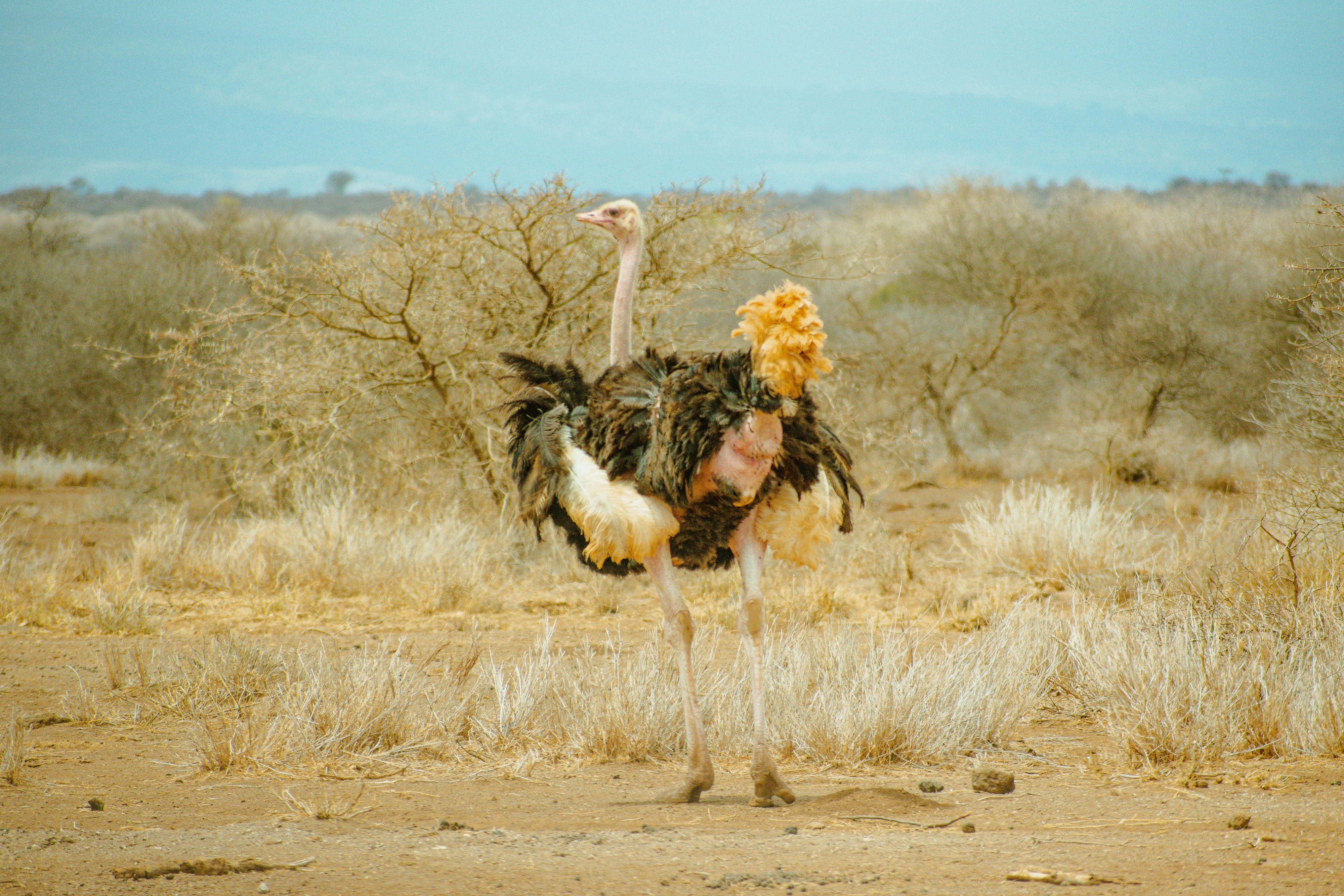 Dust-Washed Desert Ostrich with a Yellow Crest