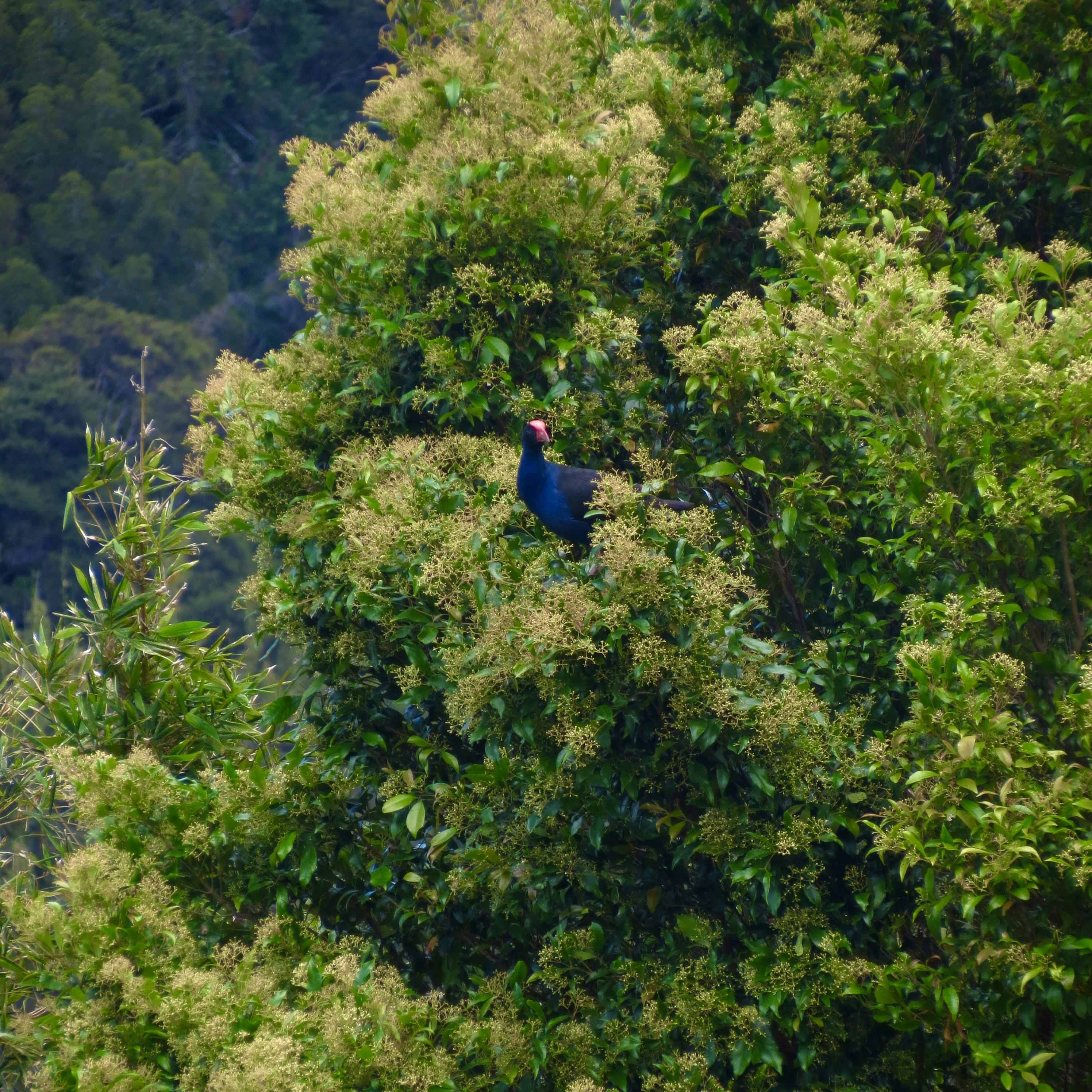 A blue-black bird with a red face perched among dense green foliage and pale blossoms. The scene highlights the bird as the focal point within the lush canopy.