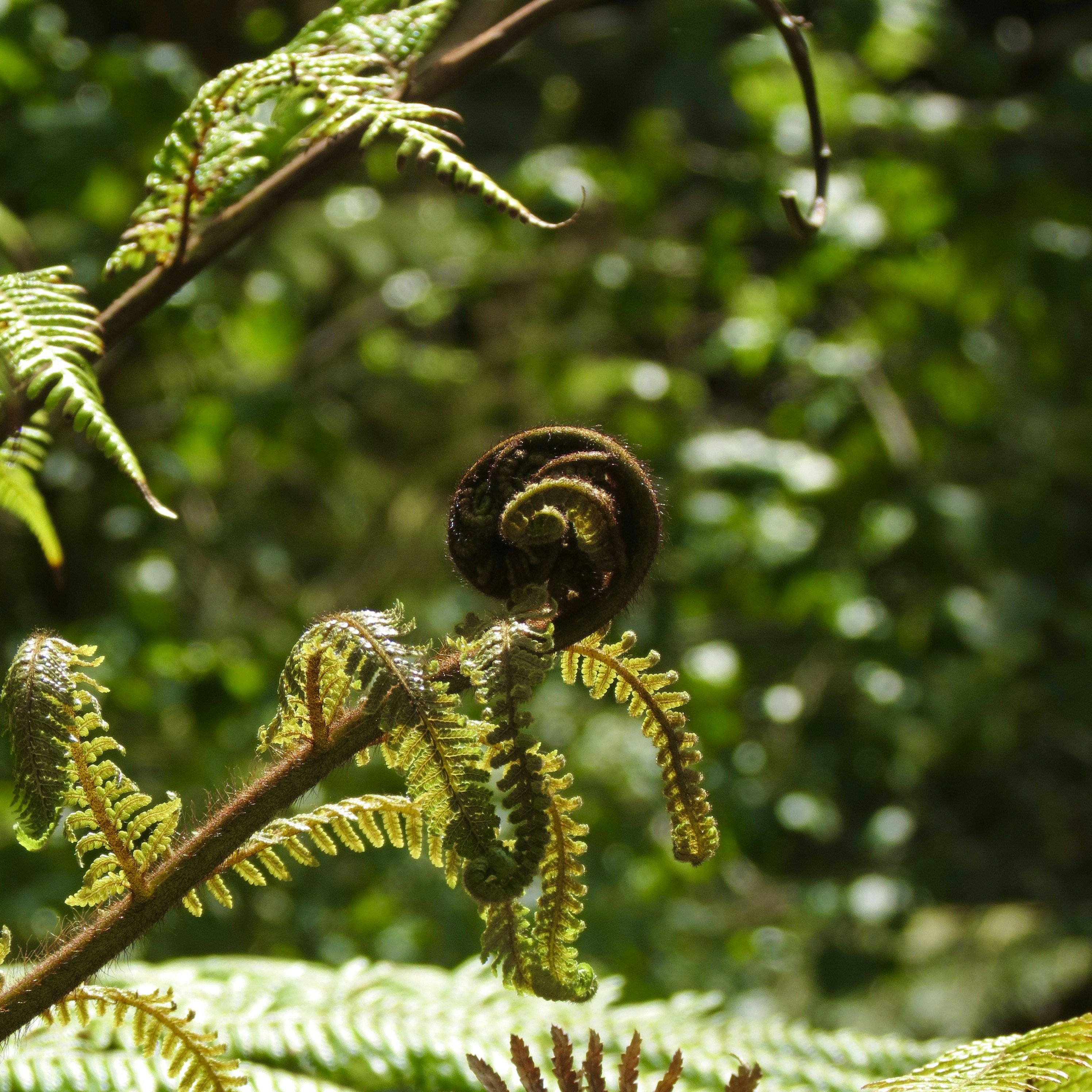 Close-up photograph of a curled fern fiddlehead among sunlit fronds in a shaded woodland.