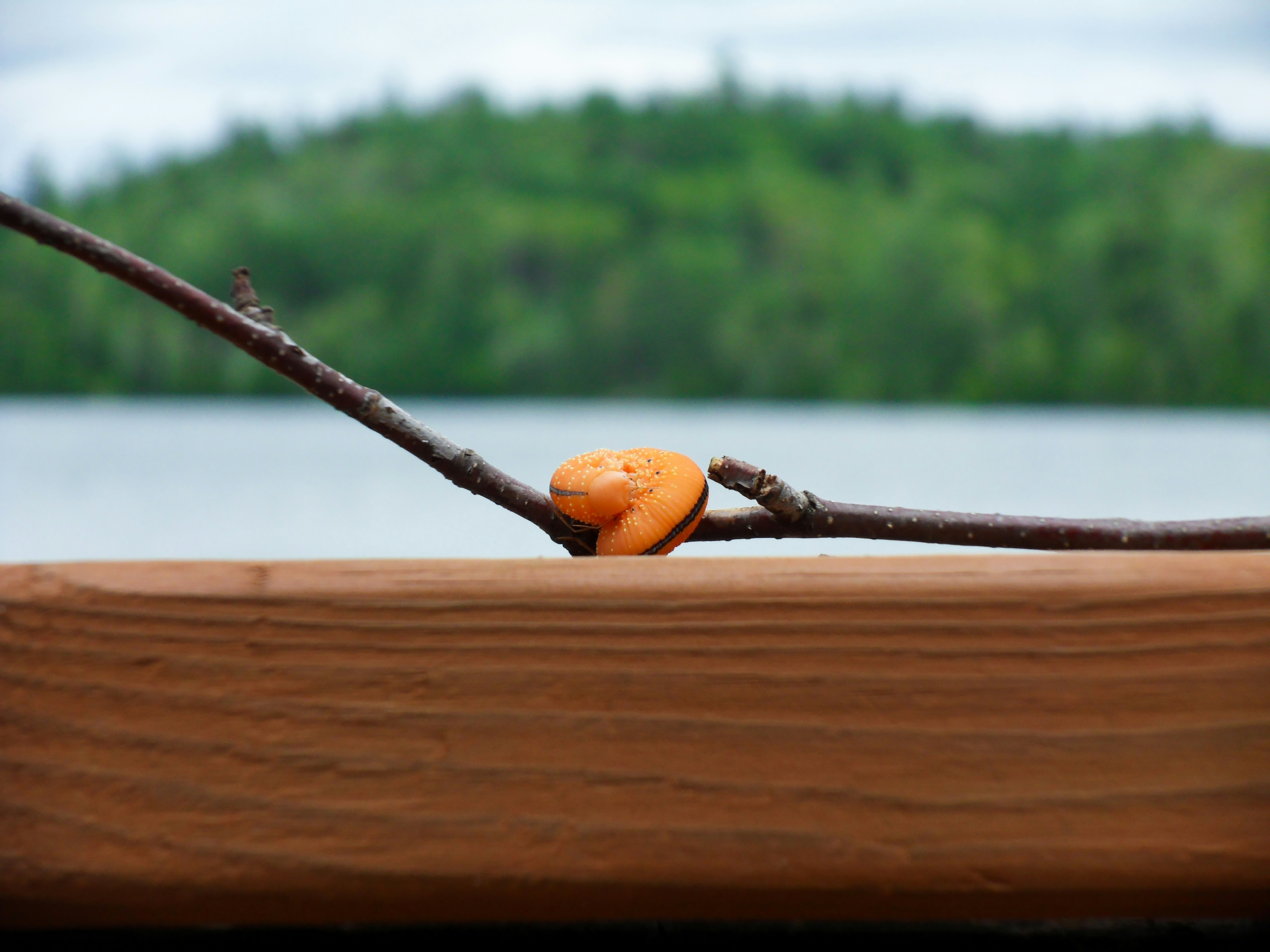 Orange Fungus on a Branch Over a Wooden Rail by a Calm Lake