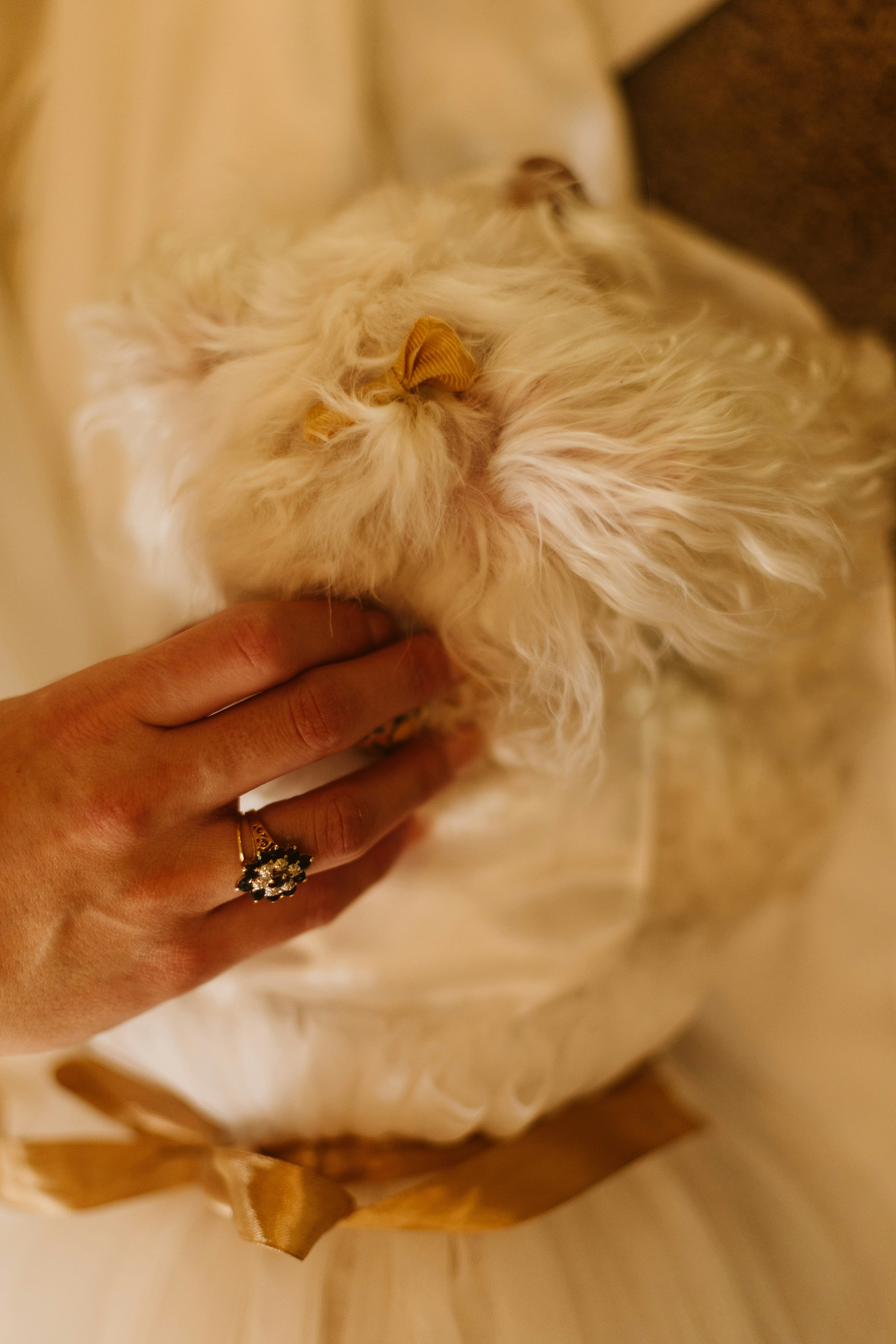 Soft-Glow Bond: A Gentle Hand with a Fluffy White Companion