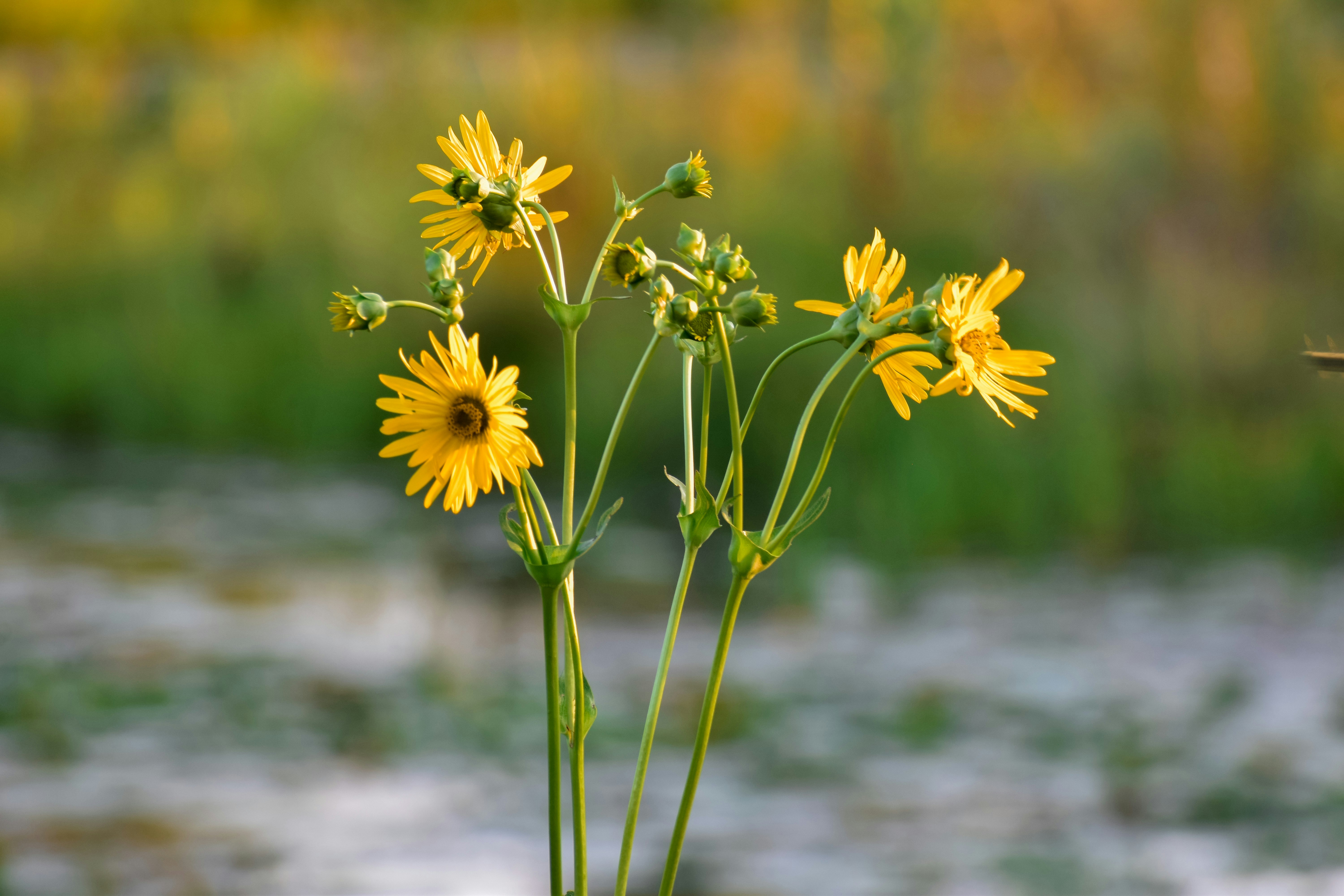 Sunlit Wildflowers Framing a Lake Glow