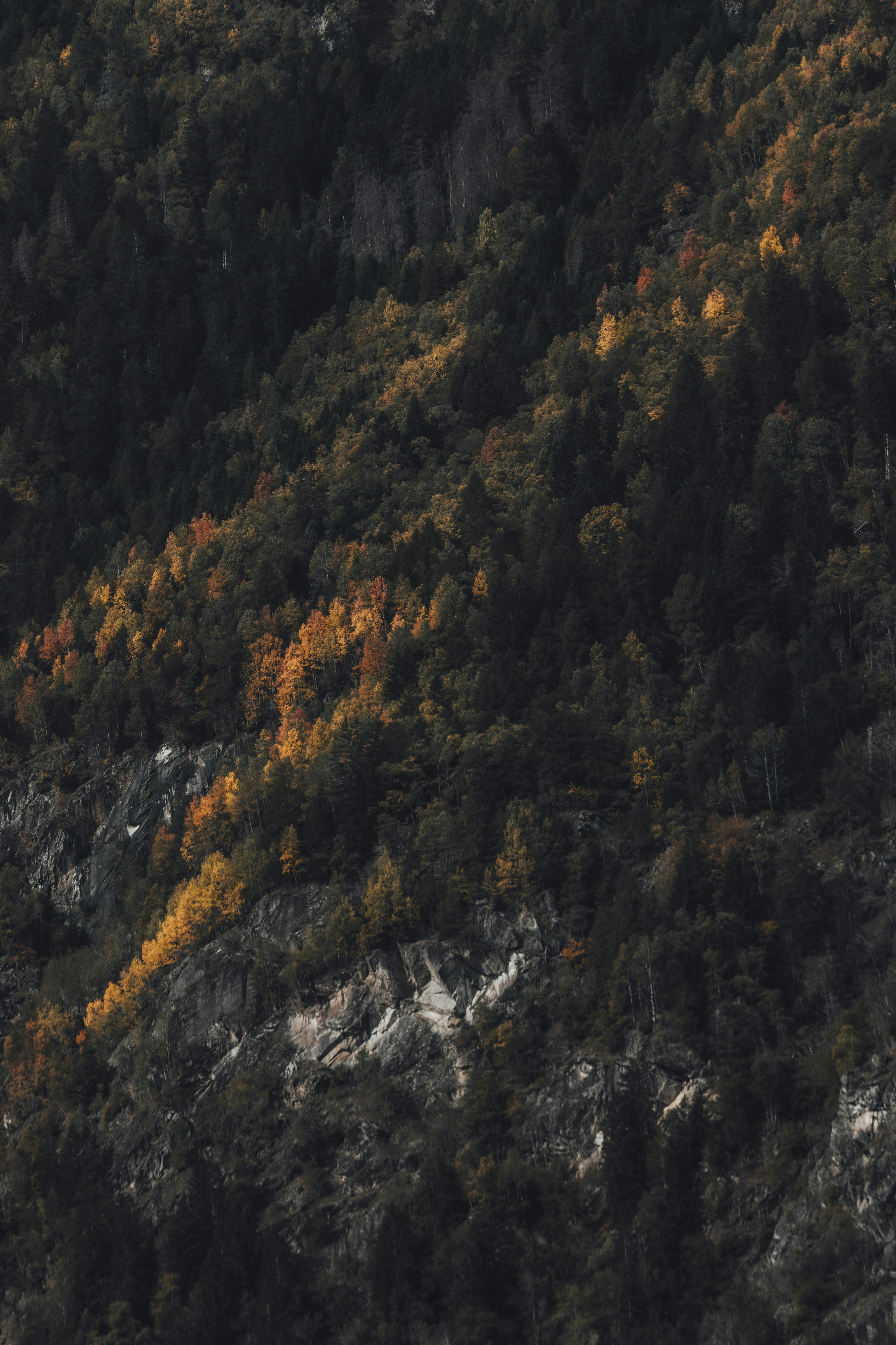 Un avion survolant une colline couverte de forêt photo – Image gratuite ...