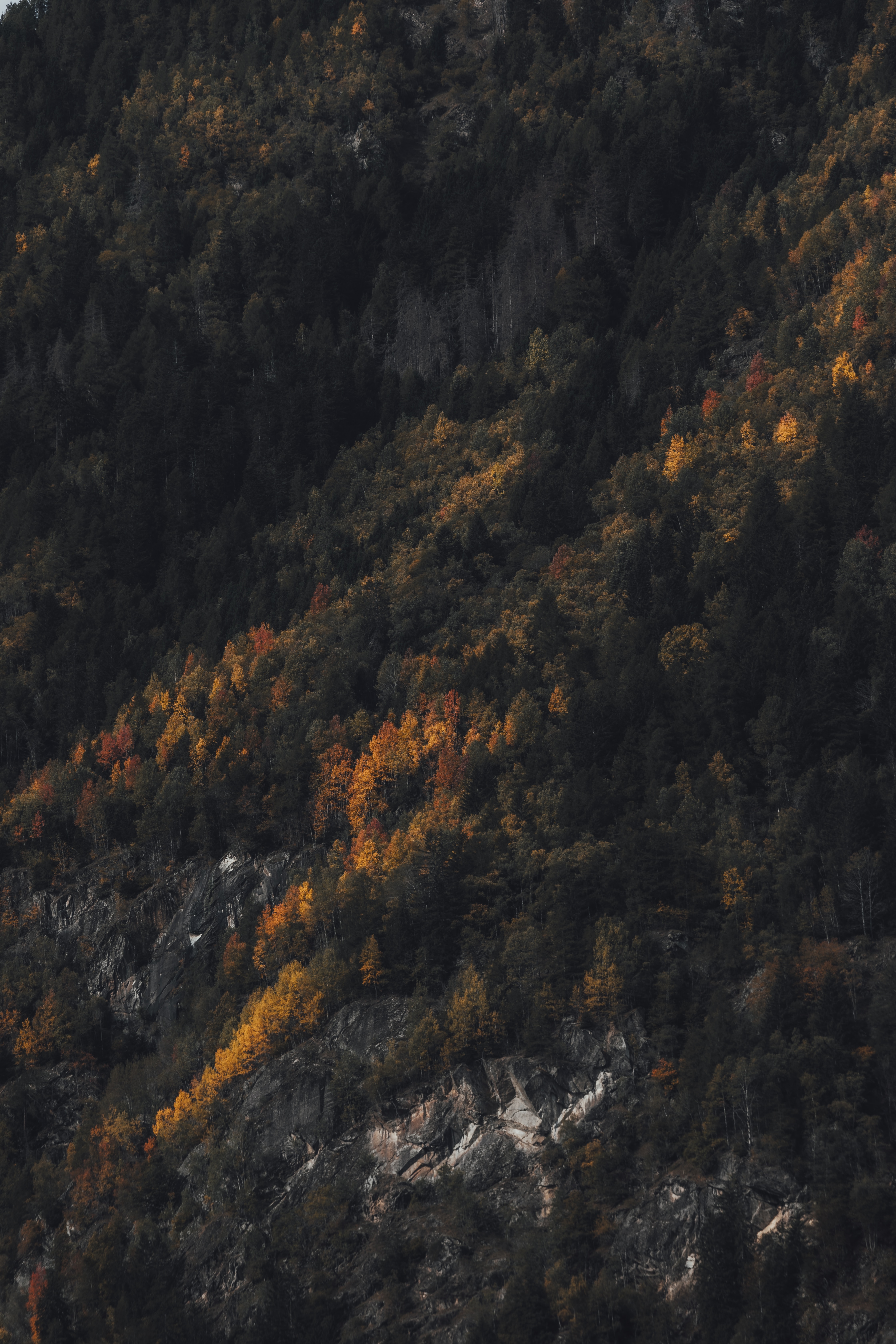 A plane flying over a forest covered hillside photo – Free Woodland ...