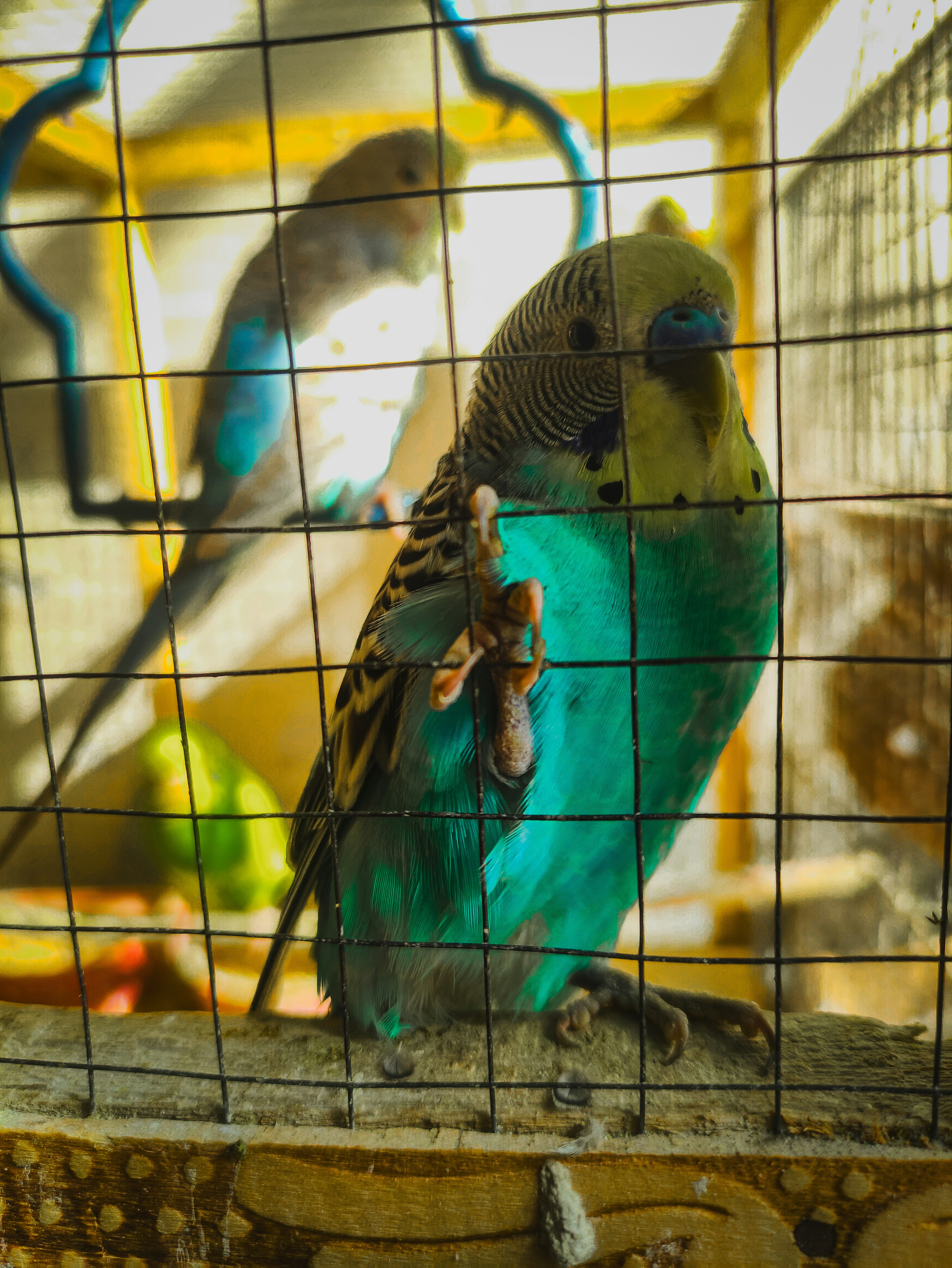 Une perruche bleue et verte dans une cage photo – Photo Belle Gratuite ...