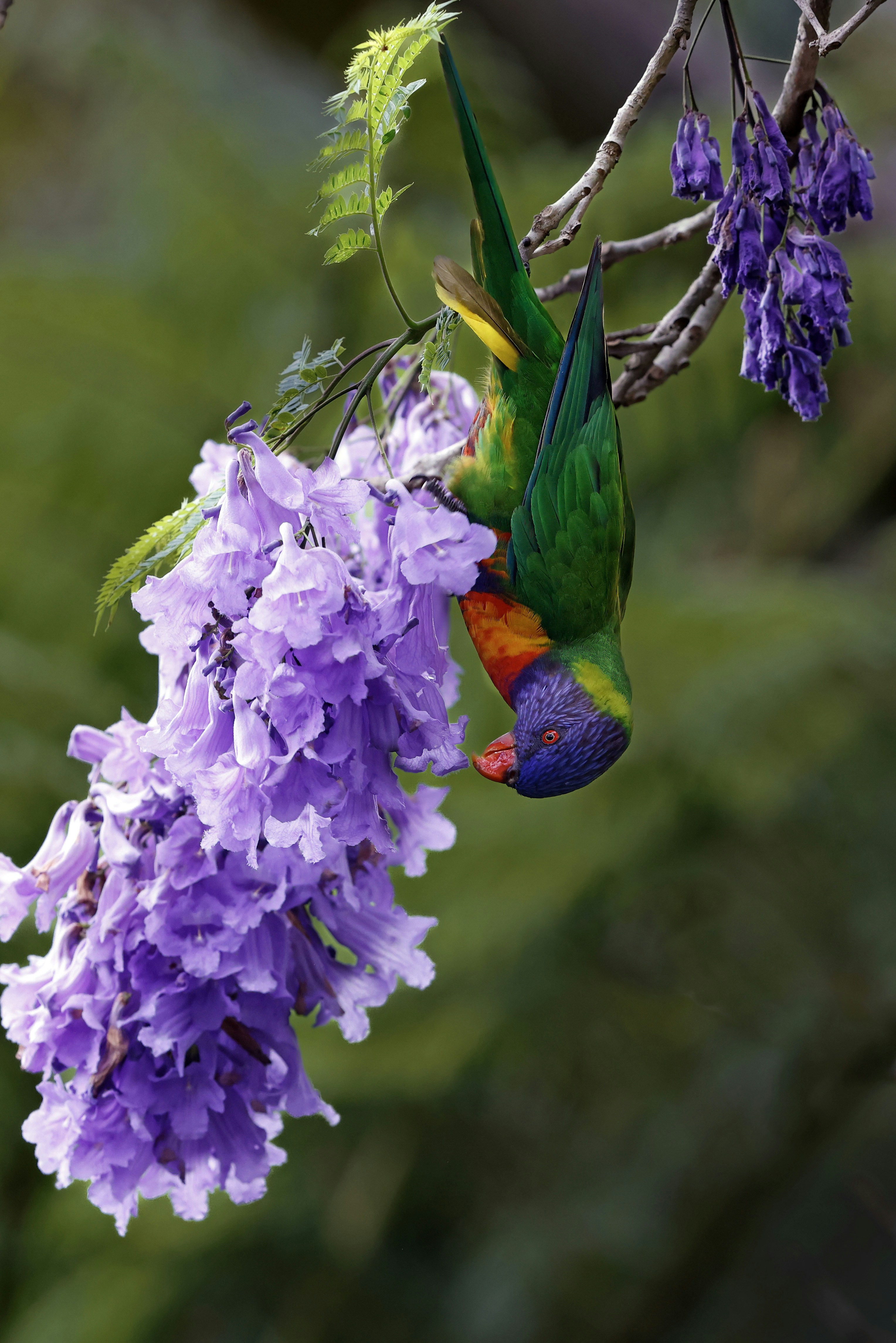 Upside-Down Rainbow: Lorikeet Forages Among Purple Jacaranda Blooms