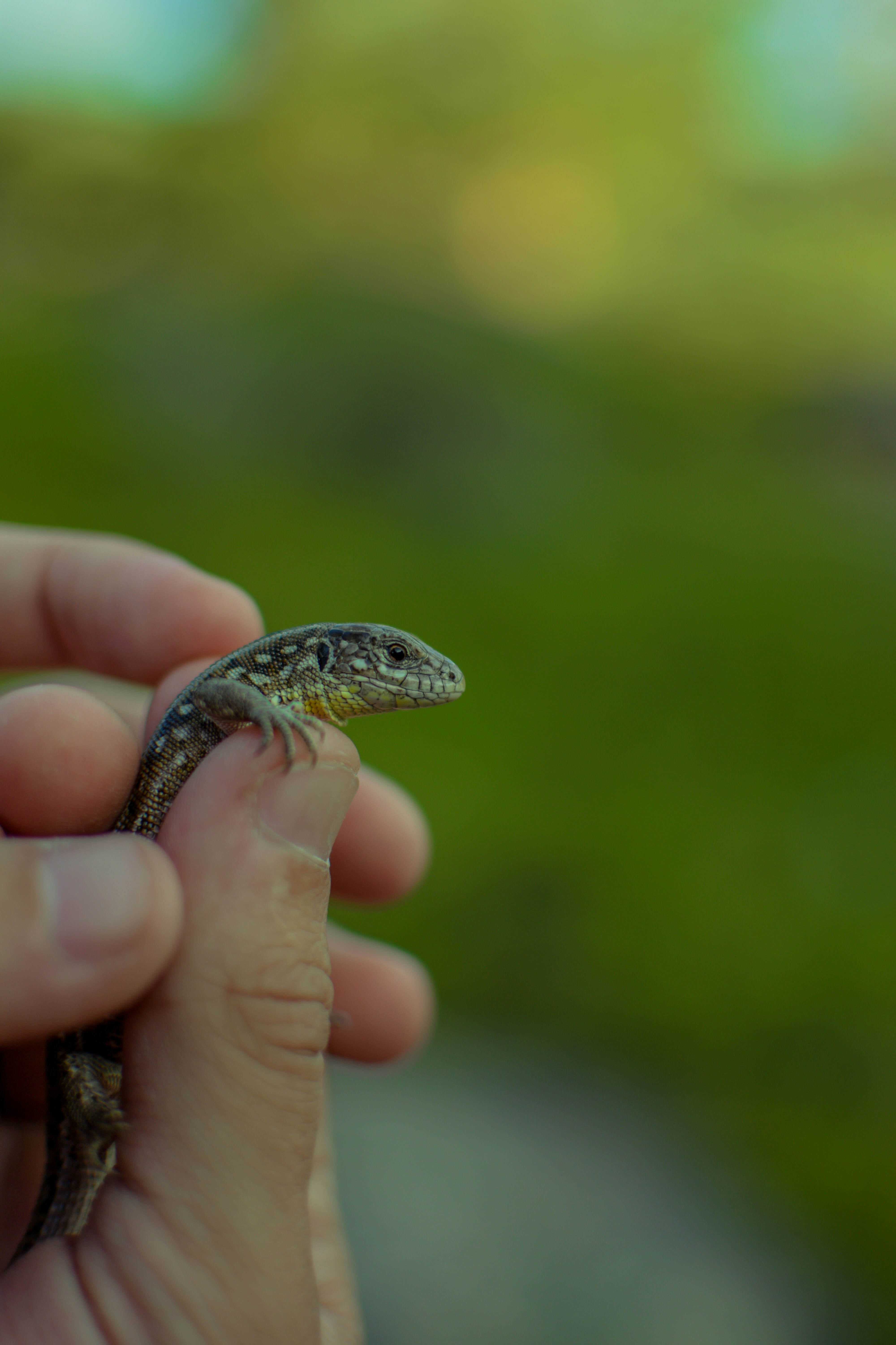Tiny Lizard, Close-Quarters Focus: A Hand-Held Portrait in Soft Green Bokeh
