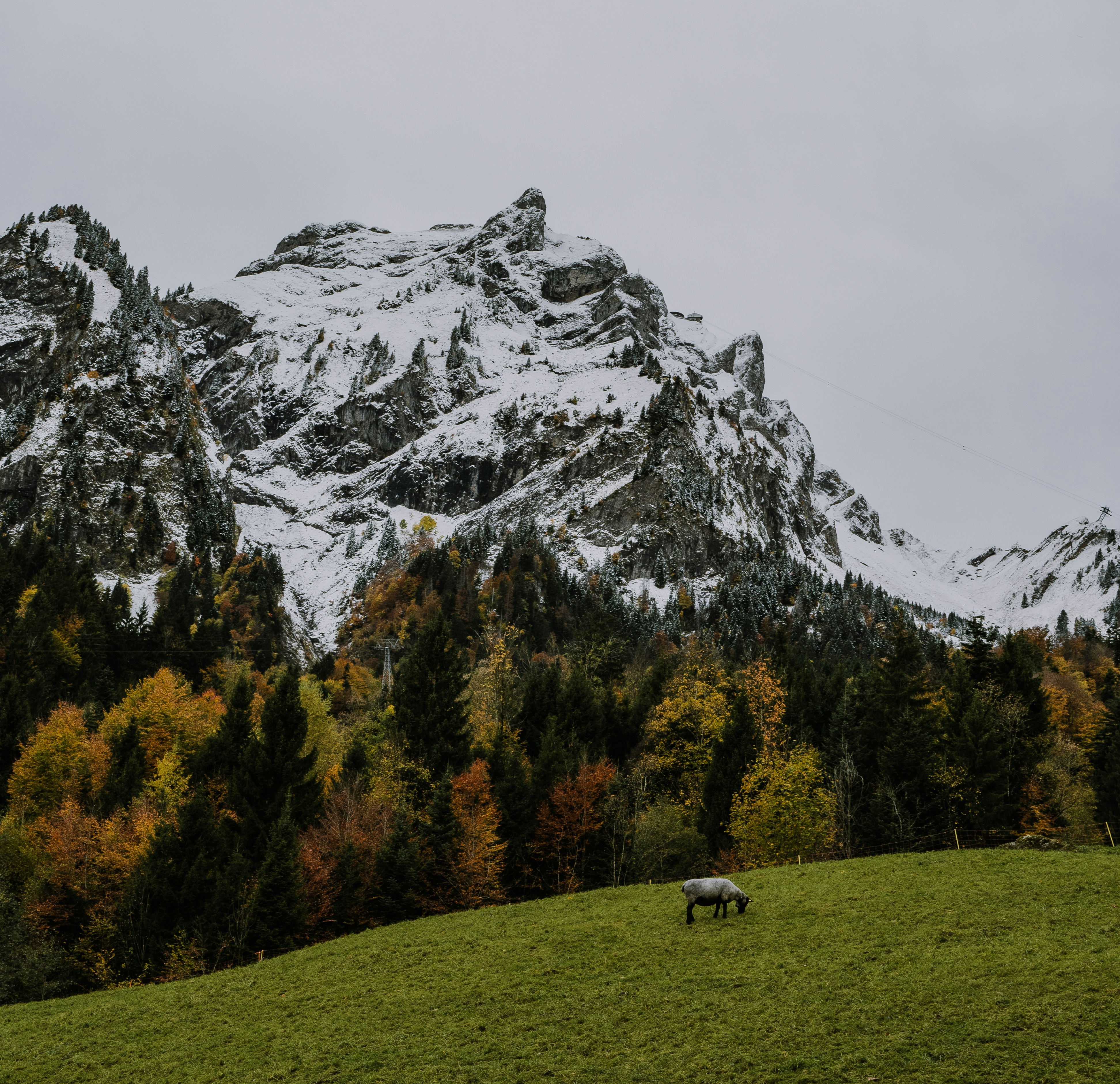 Grazing in the Foothills Beneath Snow-Dusted Summits