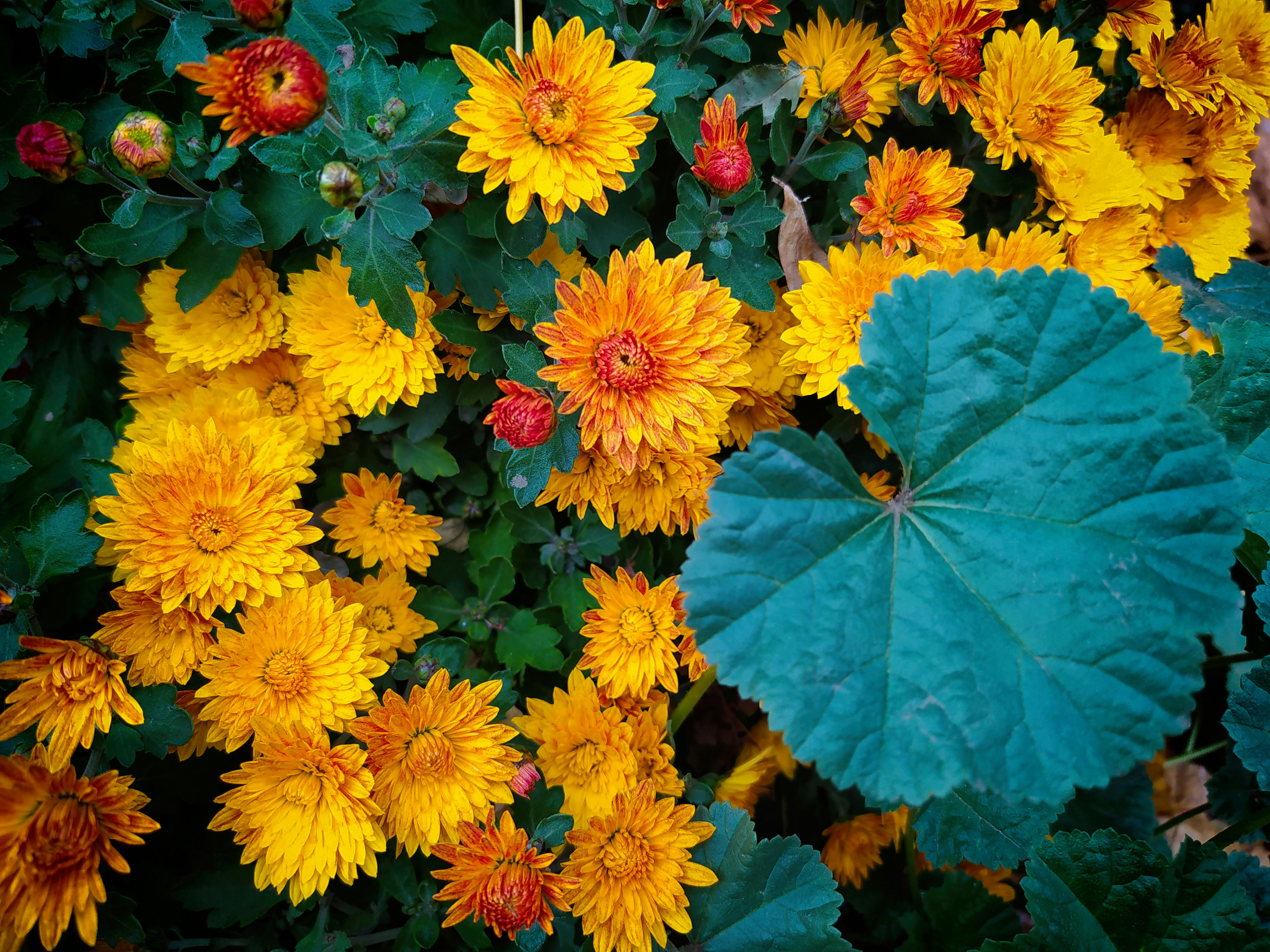 Photograph showing vibrant amber chrysanthemums densely filling the frame, with a large blue-green leaf intersecting the scene on the right.