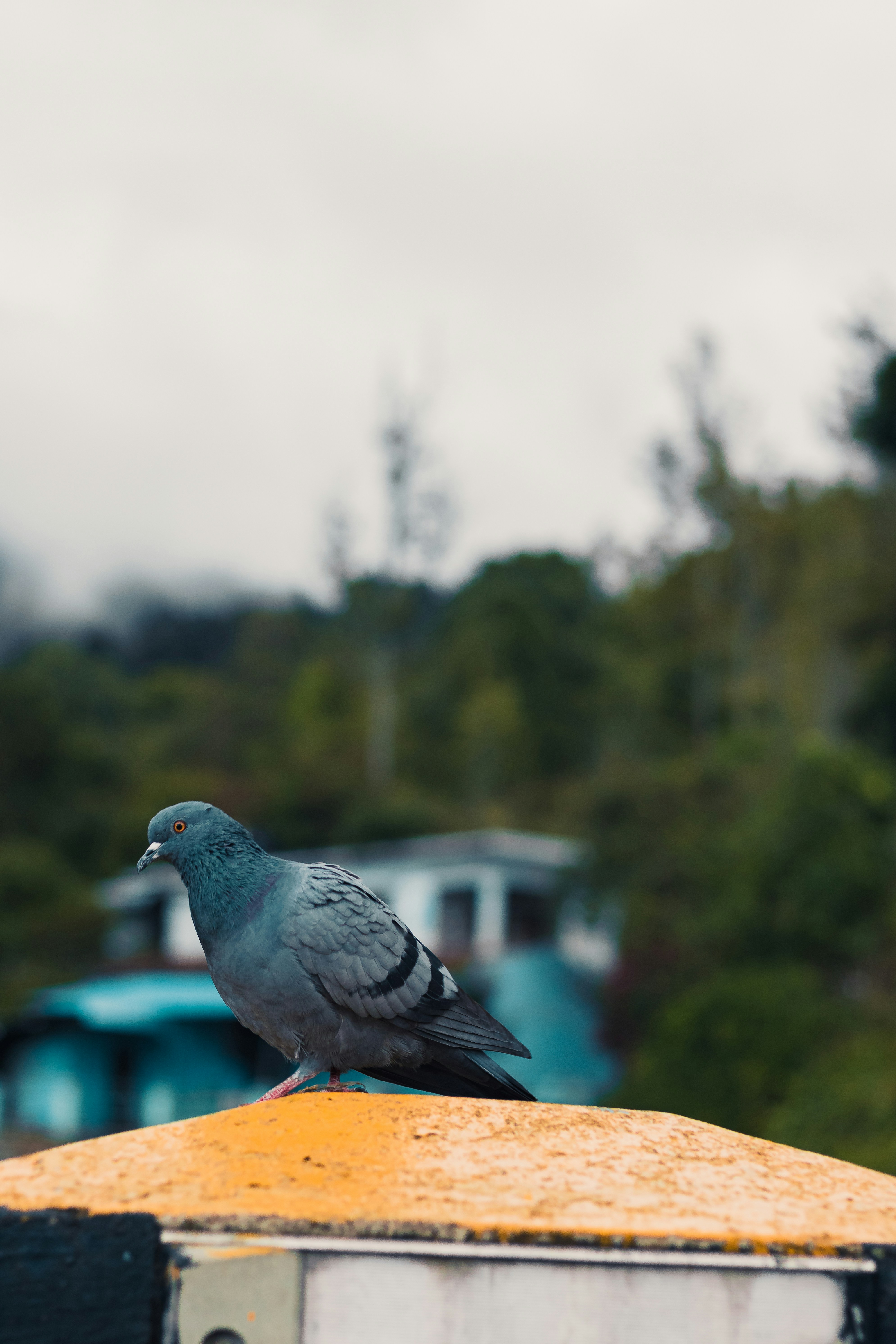 Photo by Dhilip Antony with Canon EOS 200D Mark II