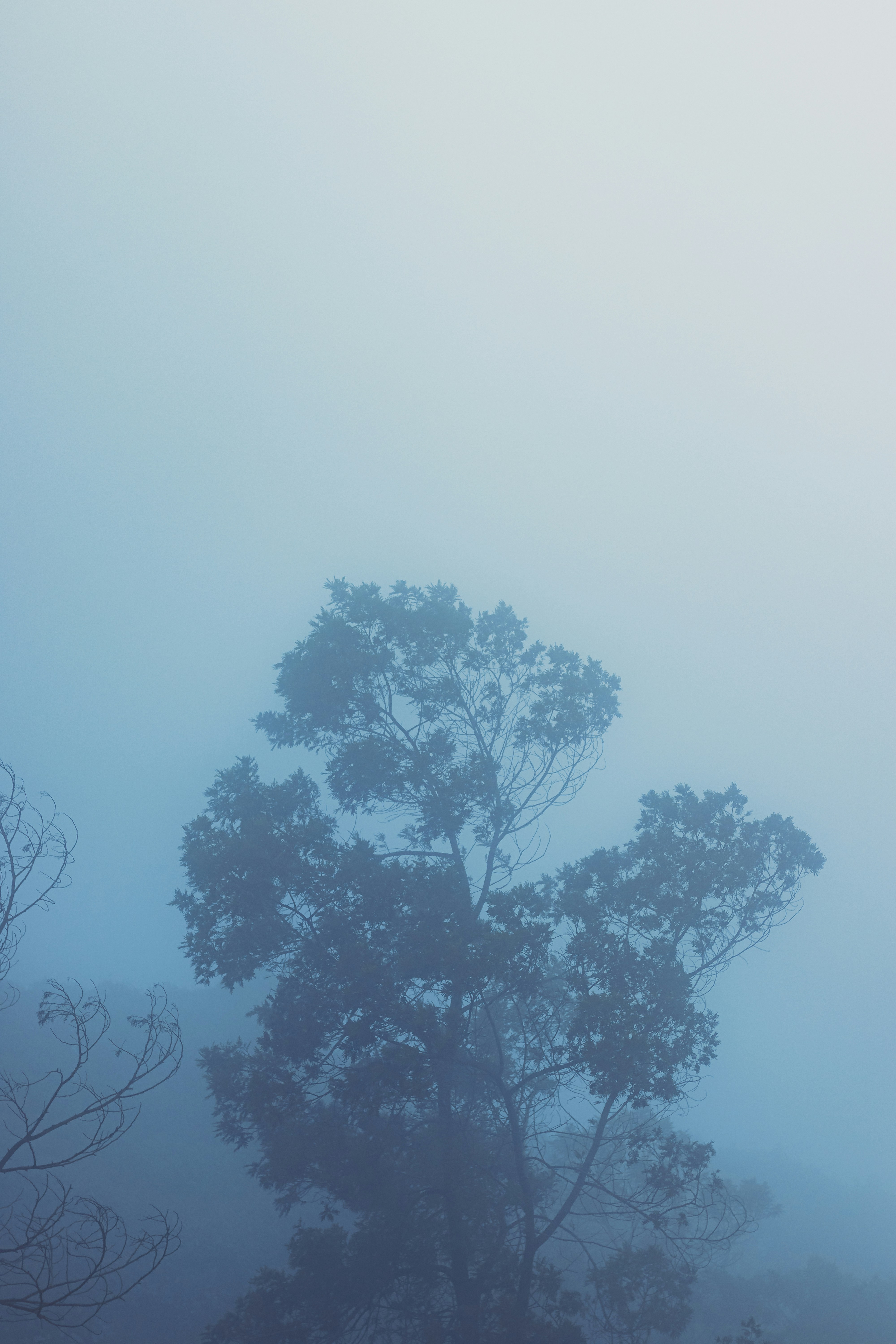 Fogbound Silhouette: A Blue-Hour Tree Rising Through the Mist