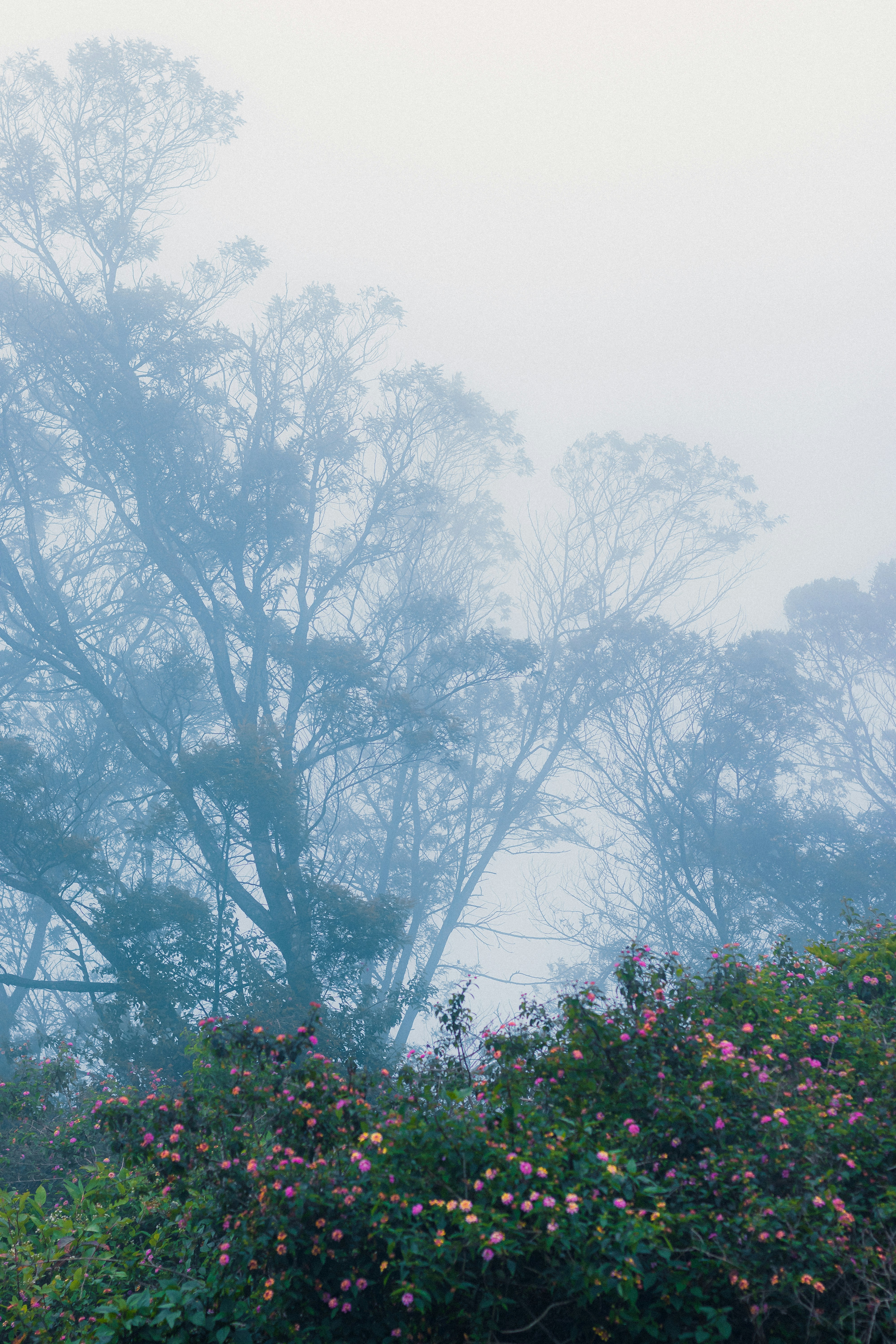 Mistbound Canopy: Silhouettes Over a Blooming Hedge