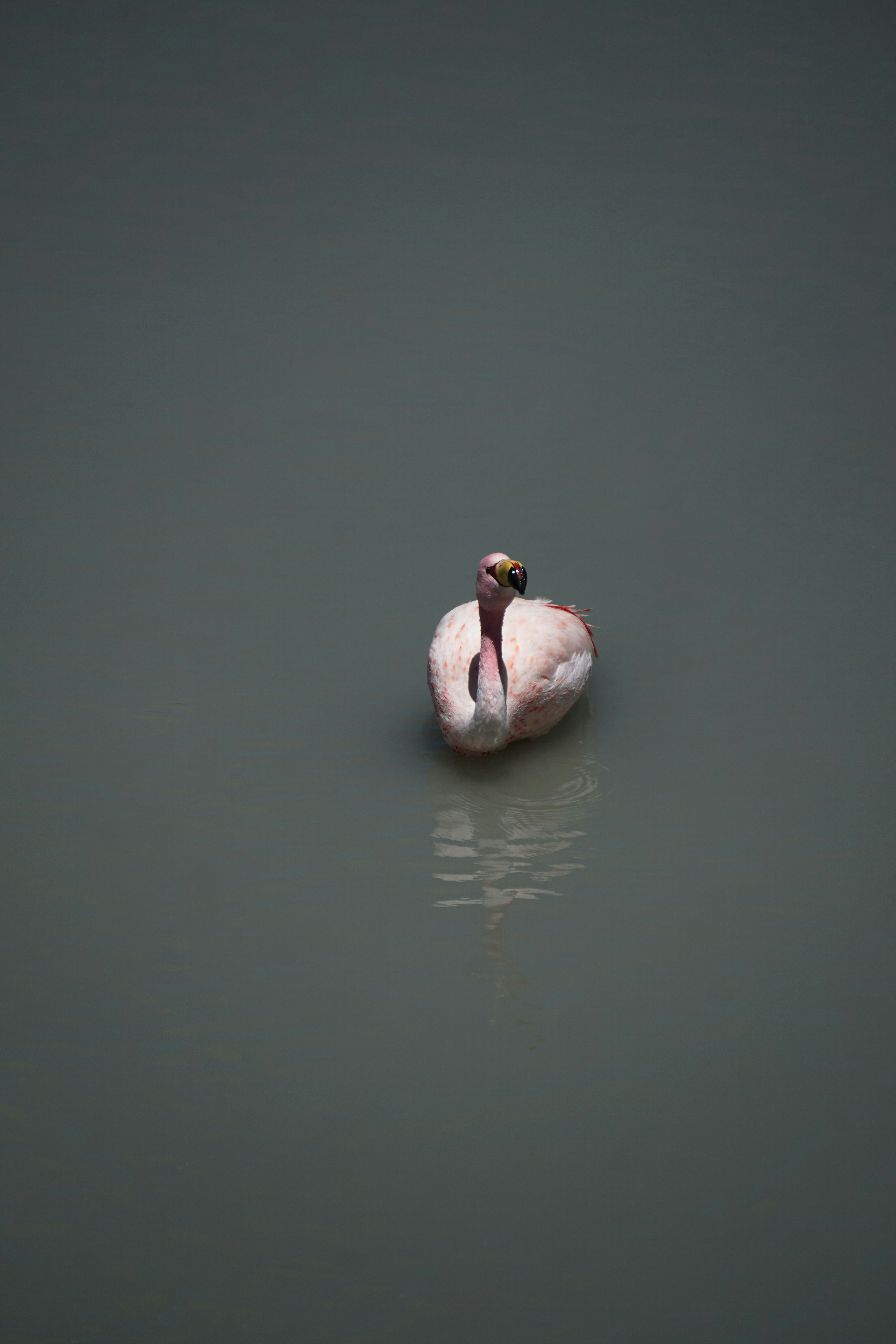 Centered Flamingo in a Quiet, Muted Pond