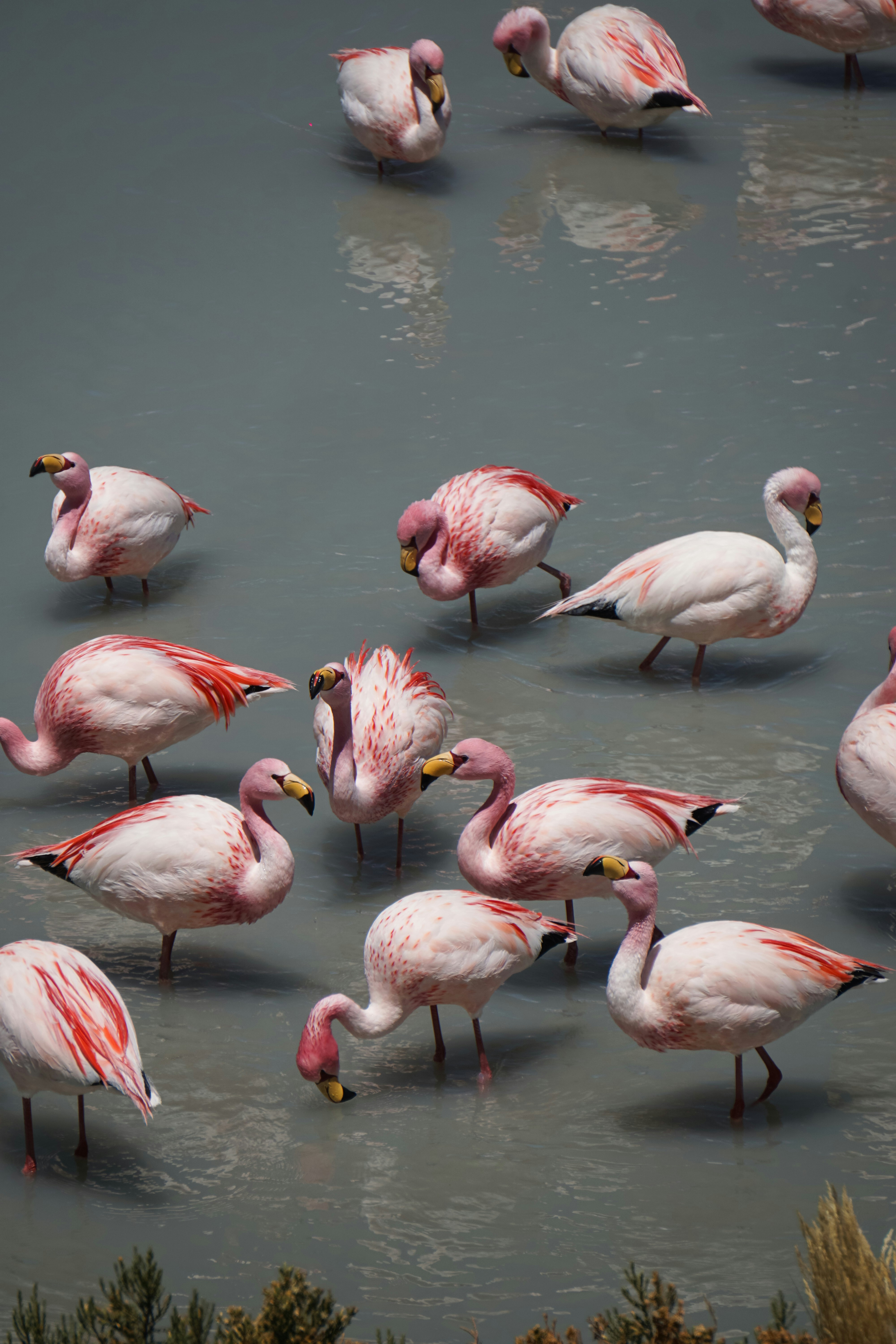A Quiet Lagoon Parade of Flamingos