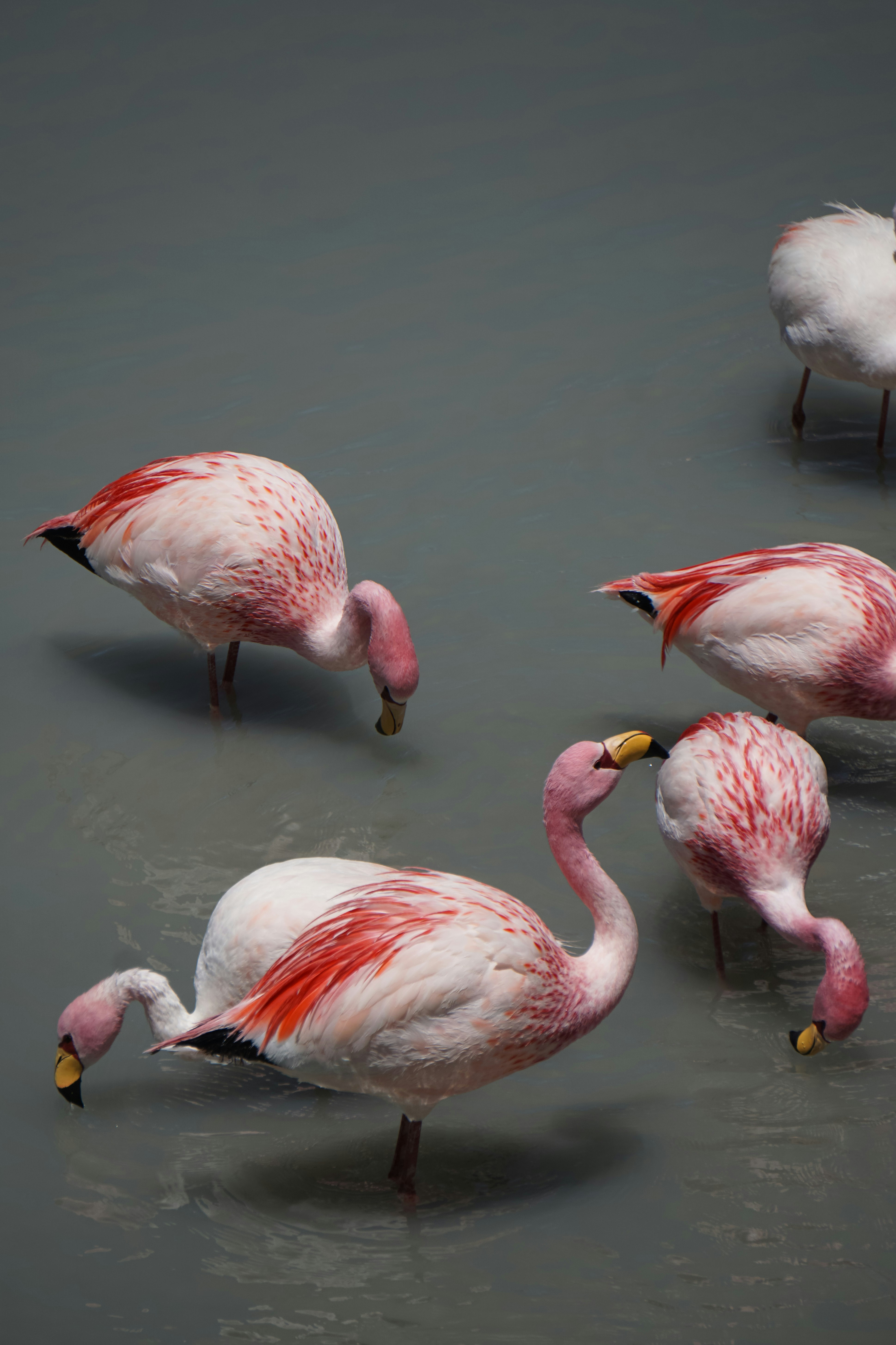 Curved-Neck Chorus in a Quiet Lagoon