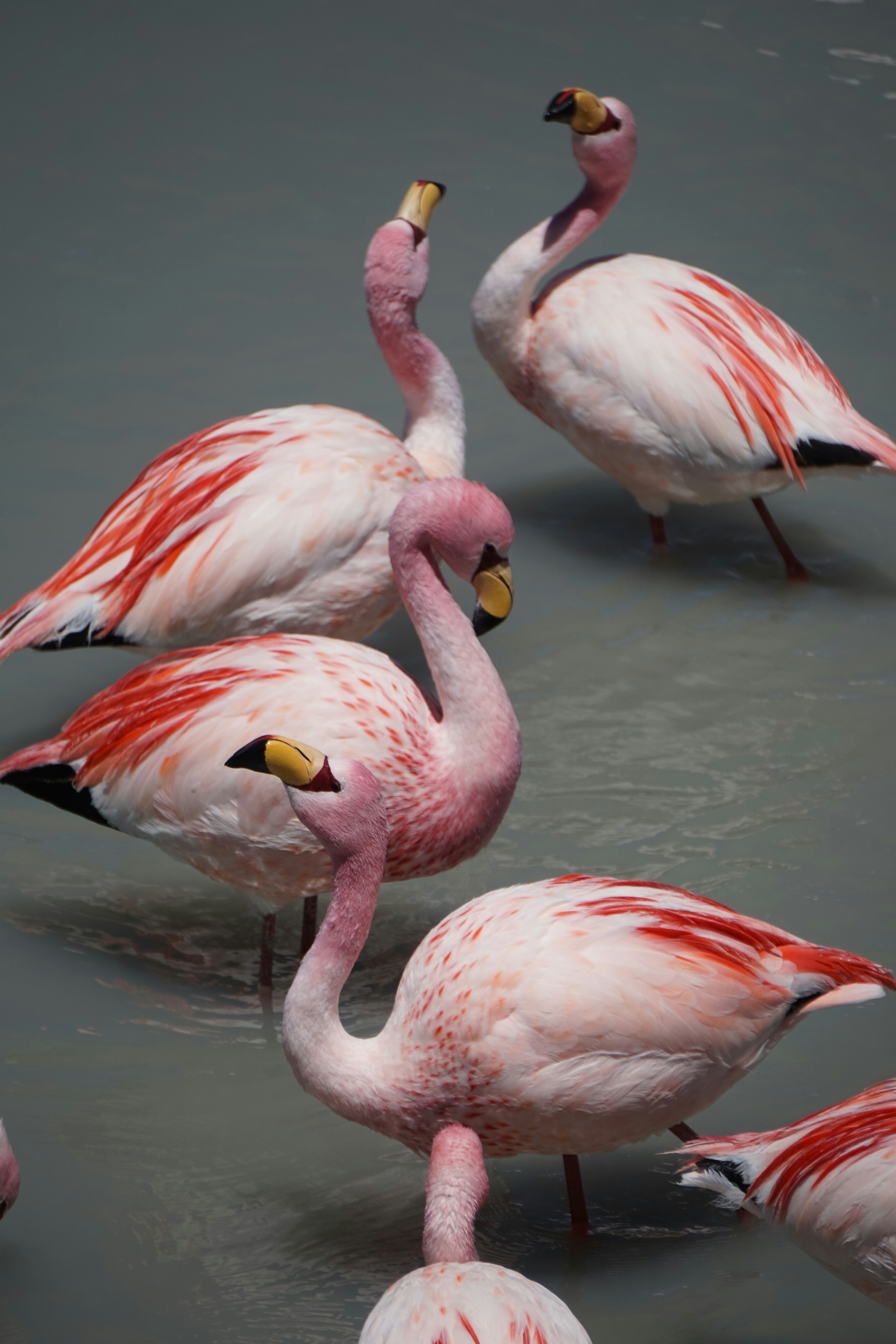 Pink Plumes and Sinuous Necks: Flamingos in a Quiet Lagoon
