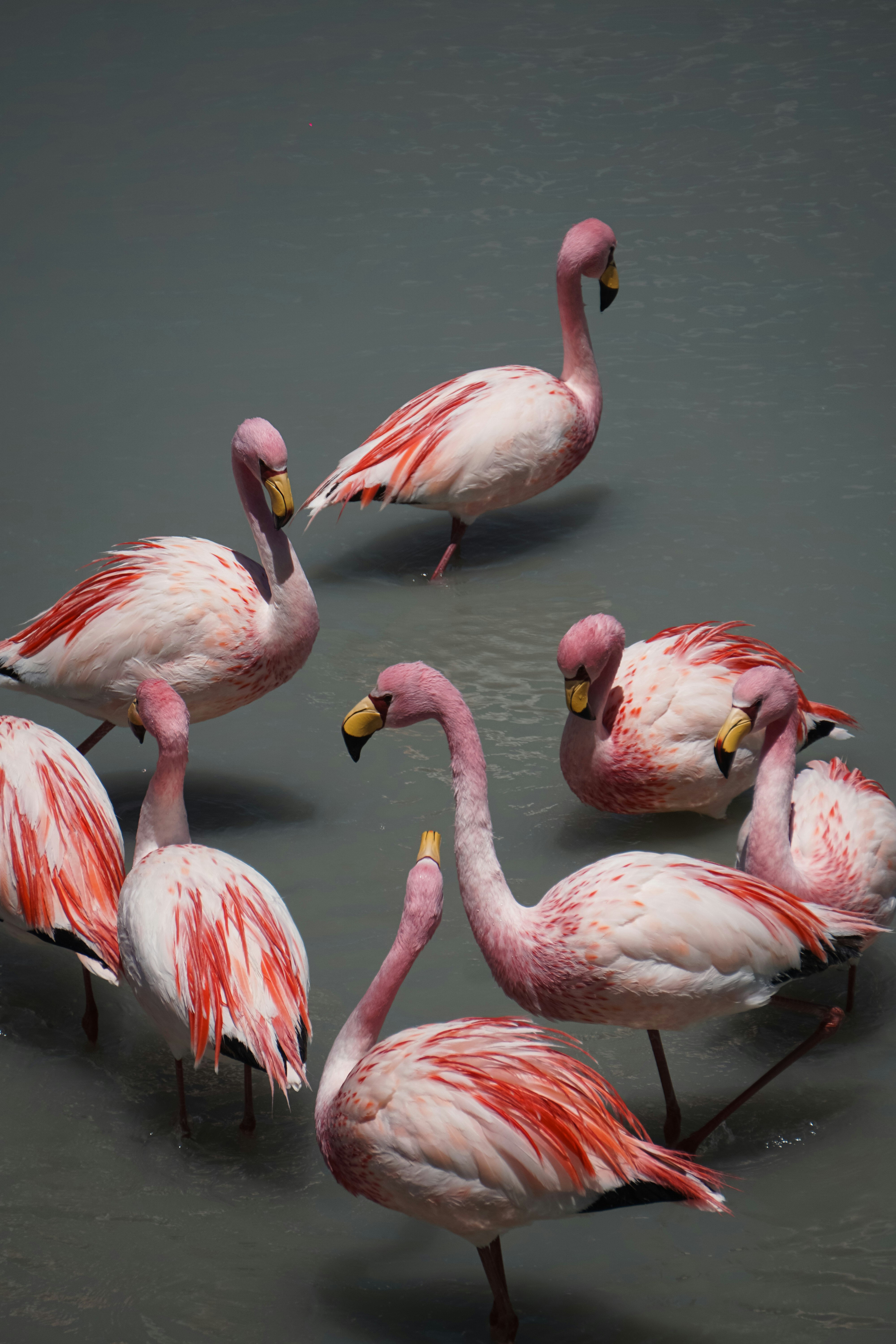 Flamingo Flock in Quiet Lagoon: a Pink Parade