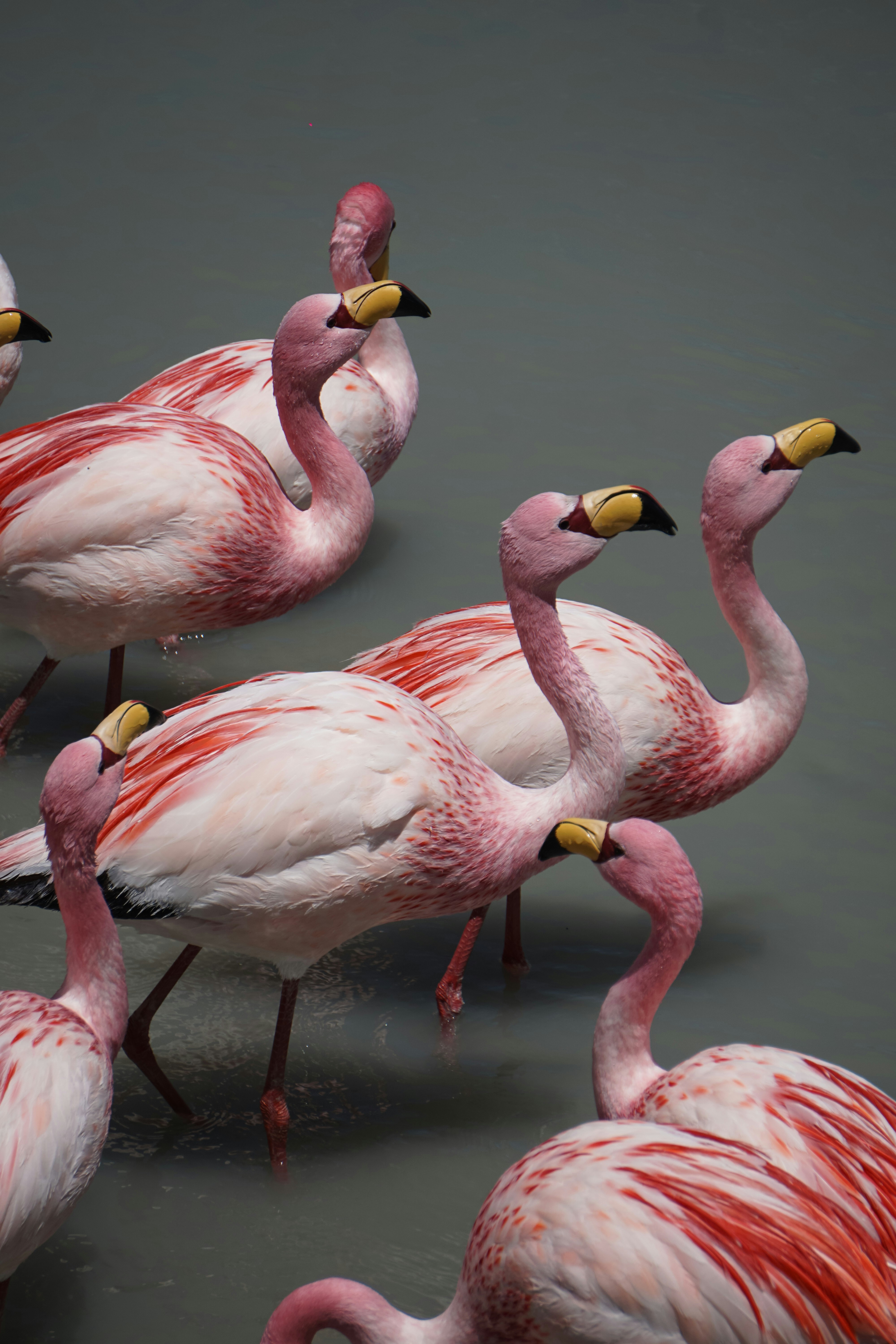 Curves of Pink: Flamingos at Water's Edge
