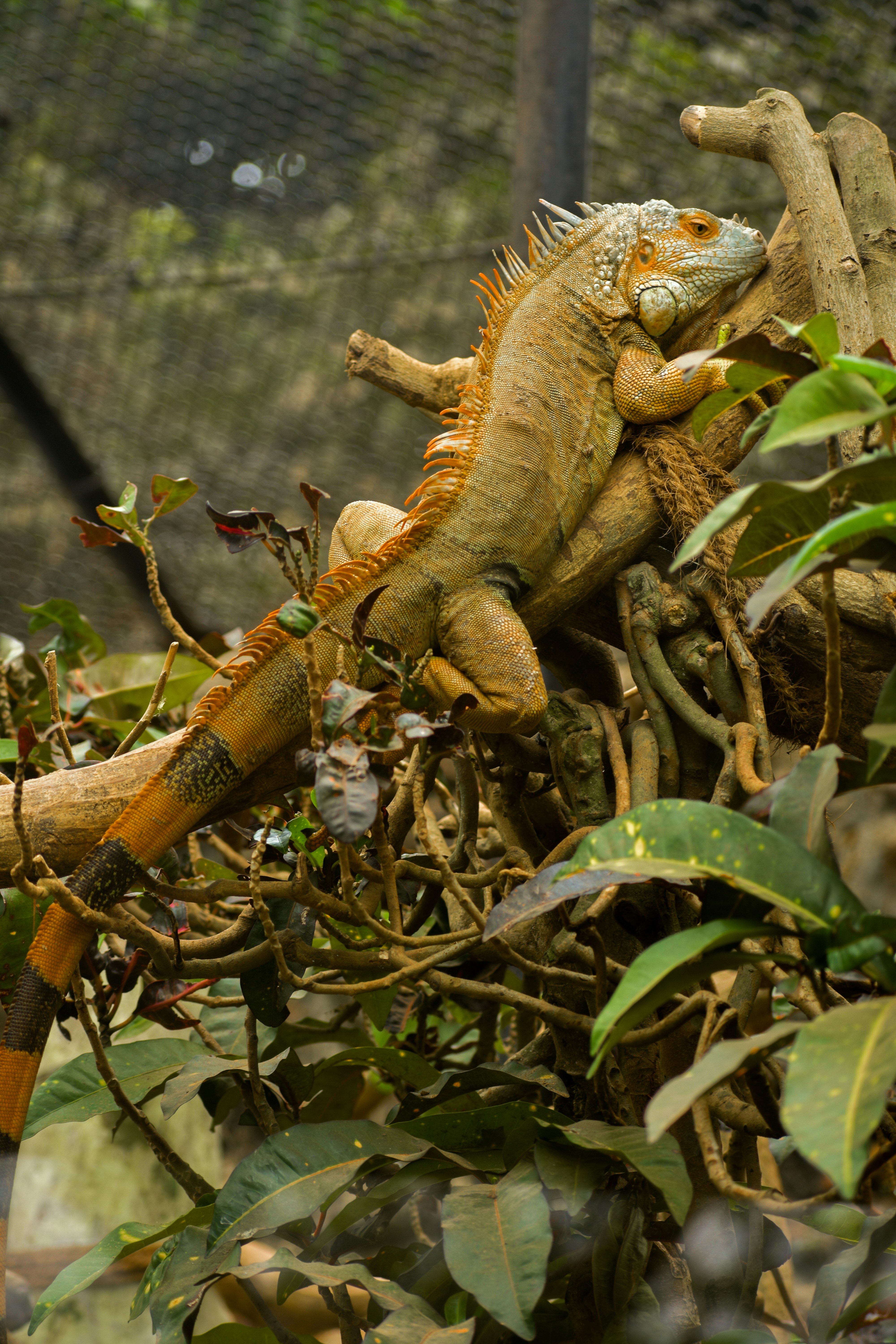 Green iguana resting among lush foliage and branches, showcasing its vibrant colors and intricate textures.