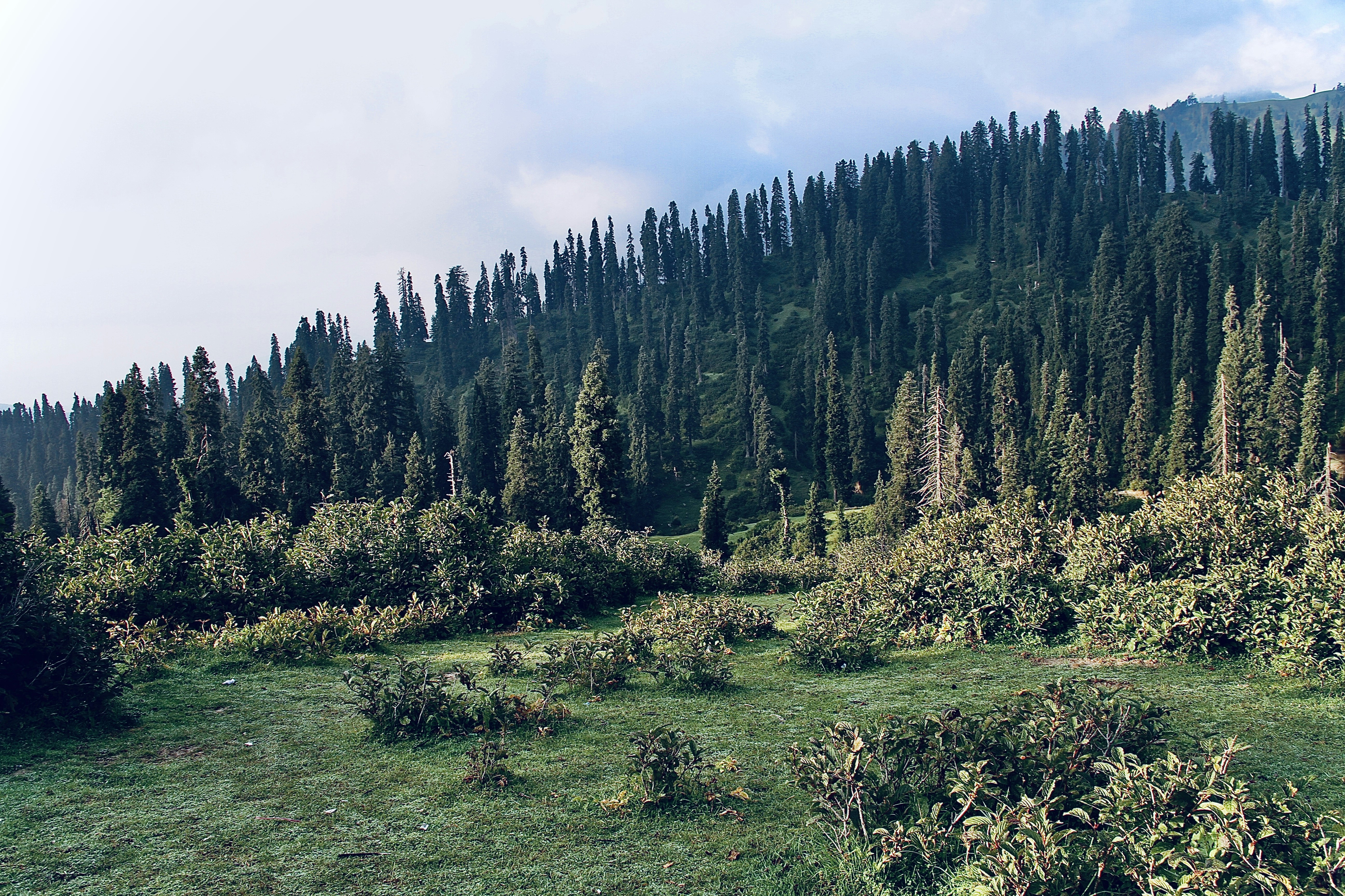 A field of trees with a mountain in the background photo – Free Swat ...