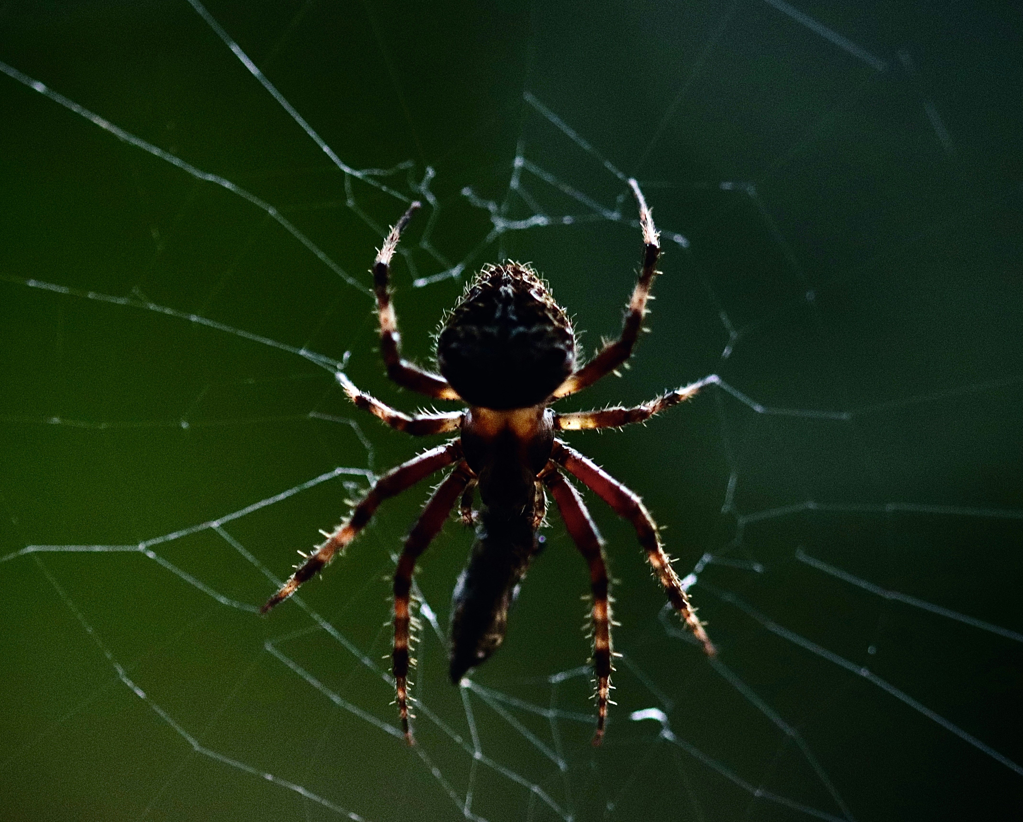 Silken Center: A Spider Anchored in Its Web
