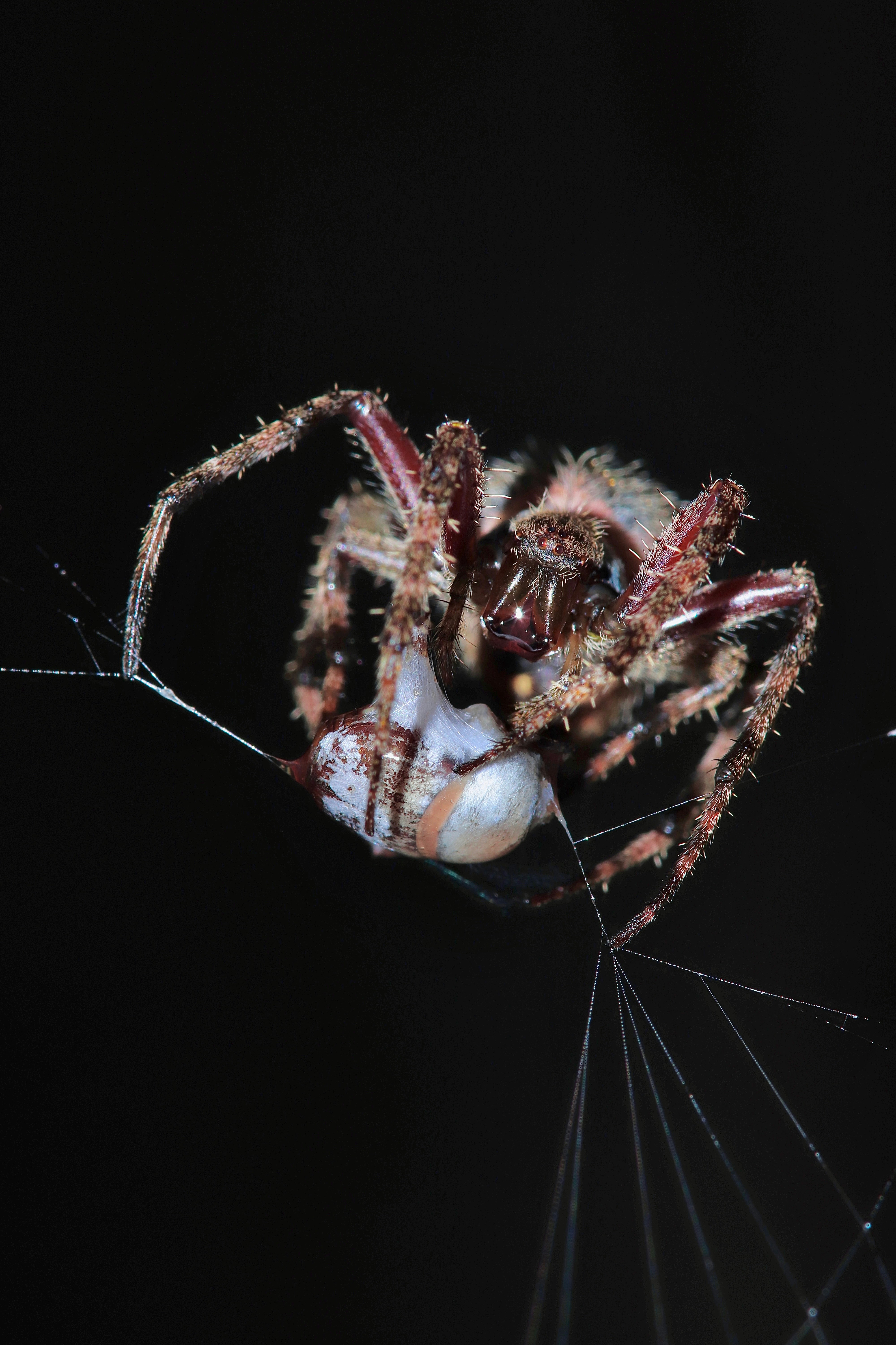 Crimson-Legged Araneid on a Delicate Silk Cross in Darkness