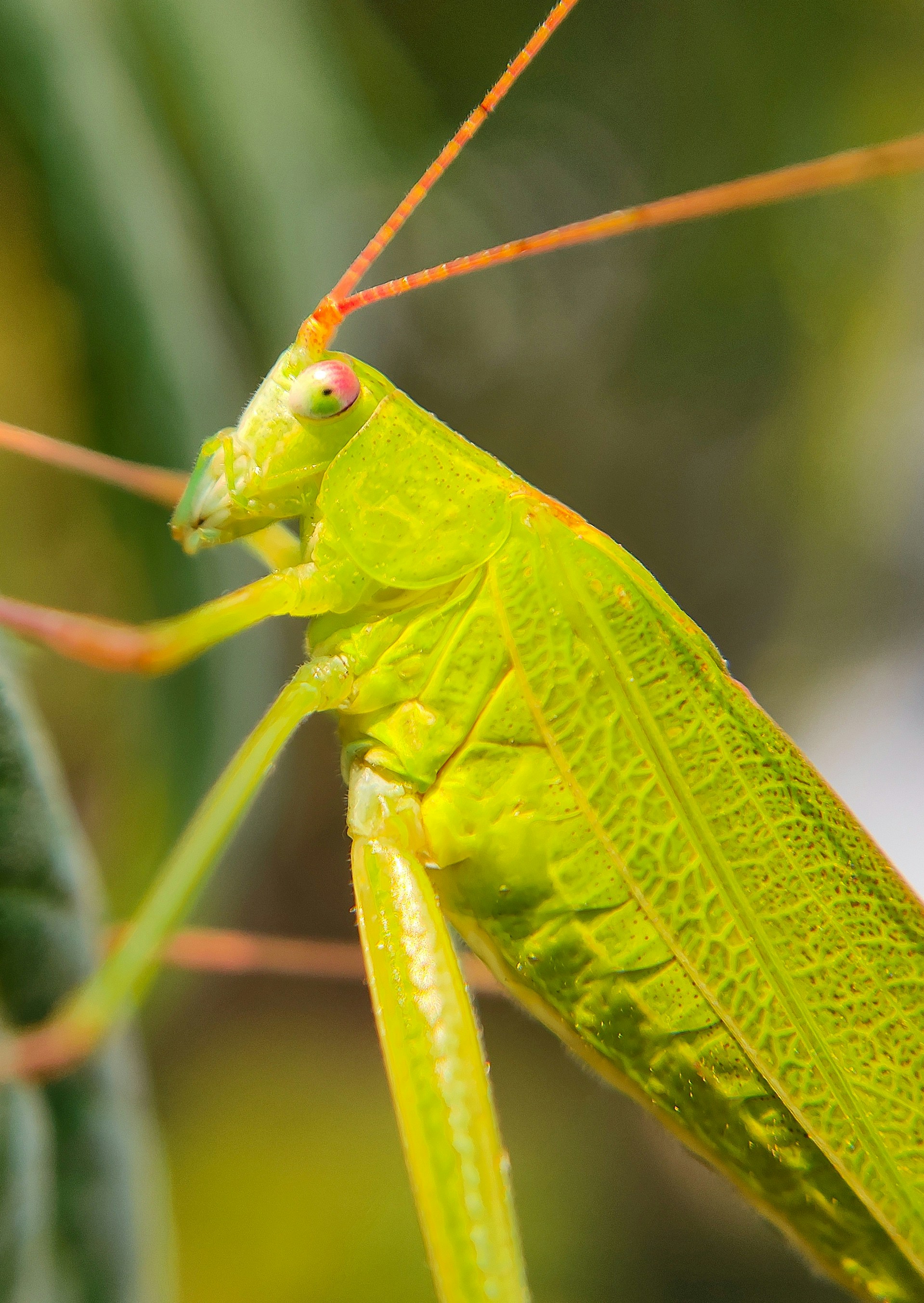 Gros plan d’un insecte vert sur une feuille photo – Image gratuite de ...