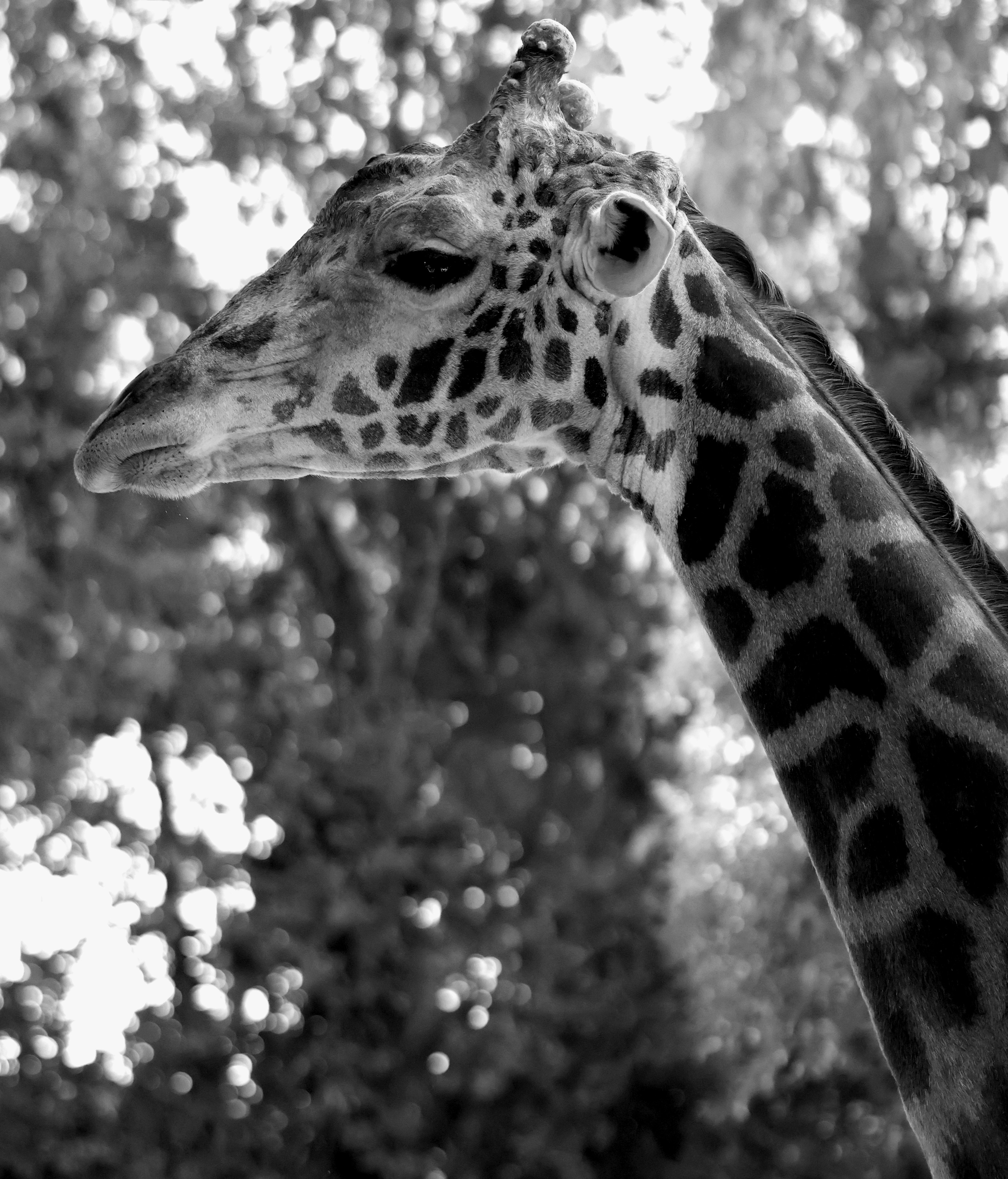 This giraffe waits impatiently to be fed by children at the Sacramento Zoo