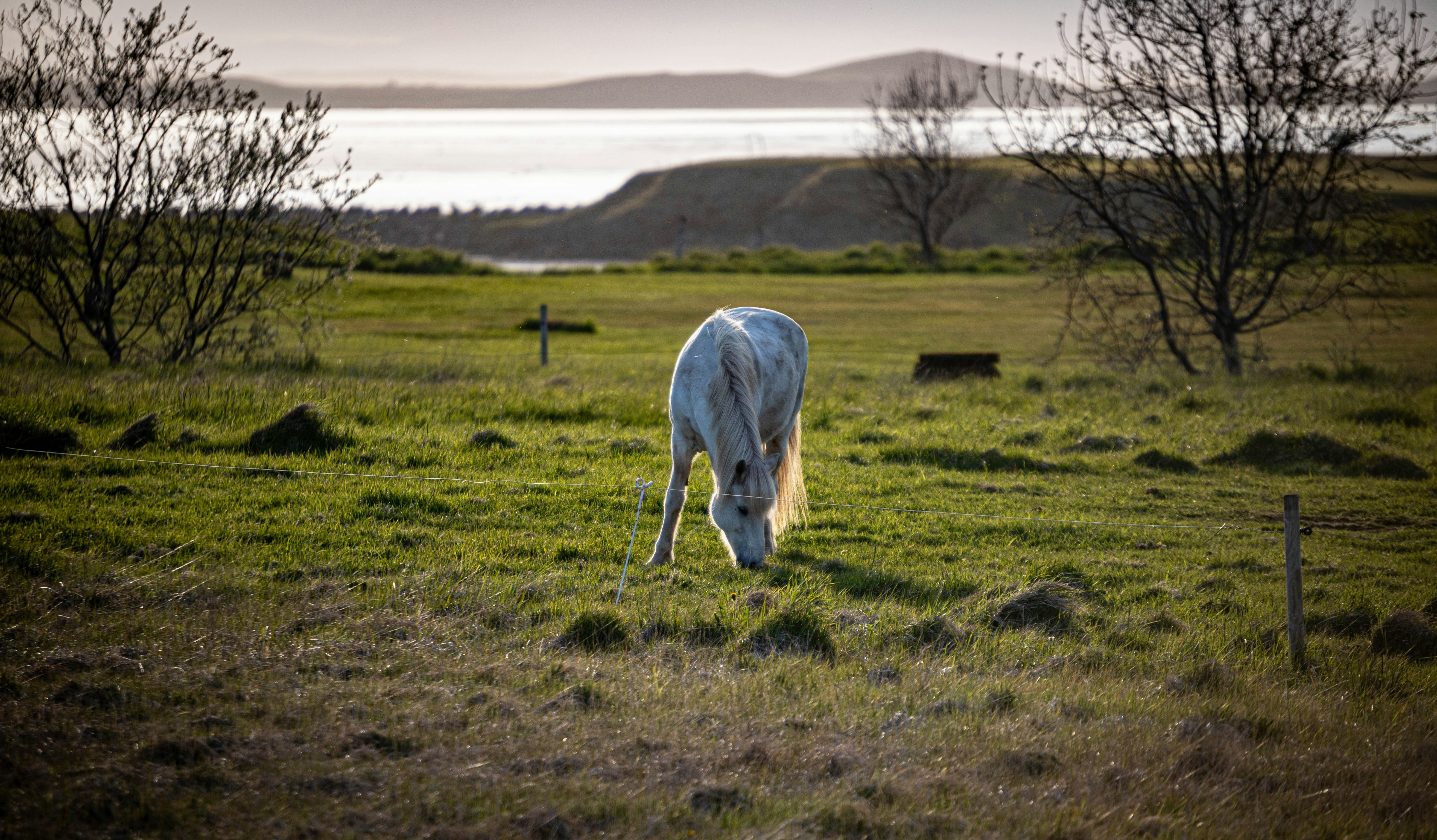 Grazing White Mare at the Lake Horizon