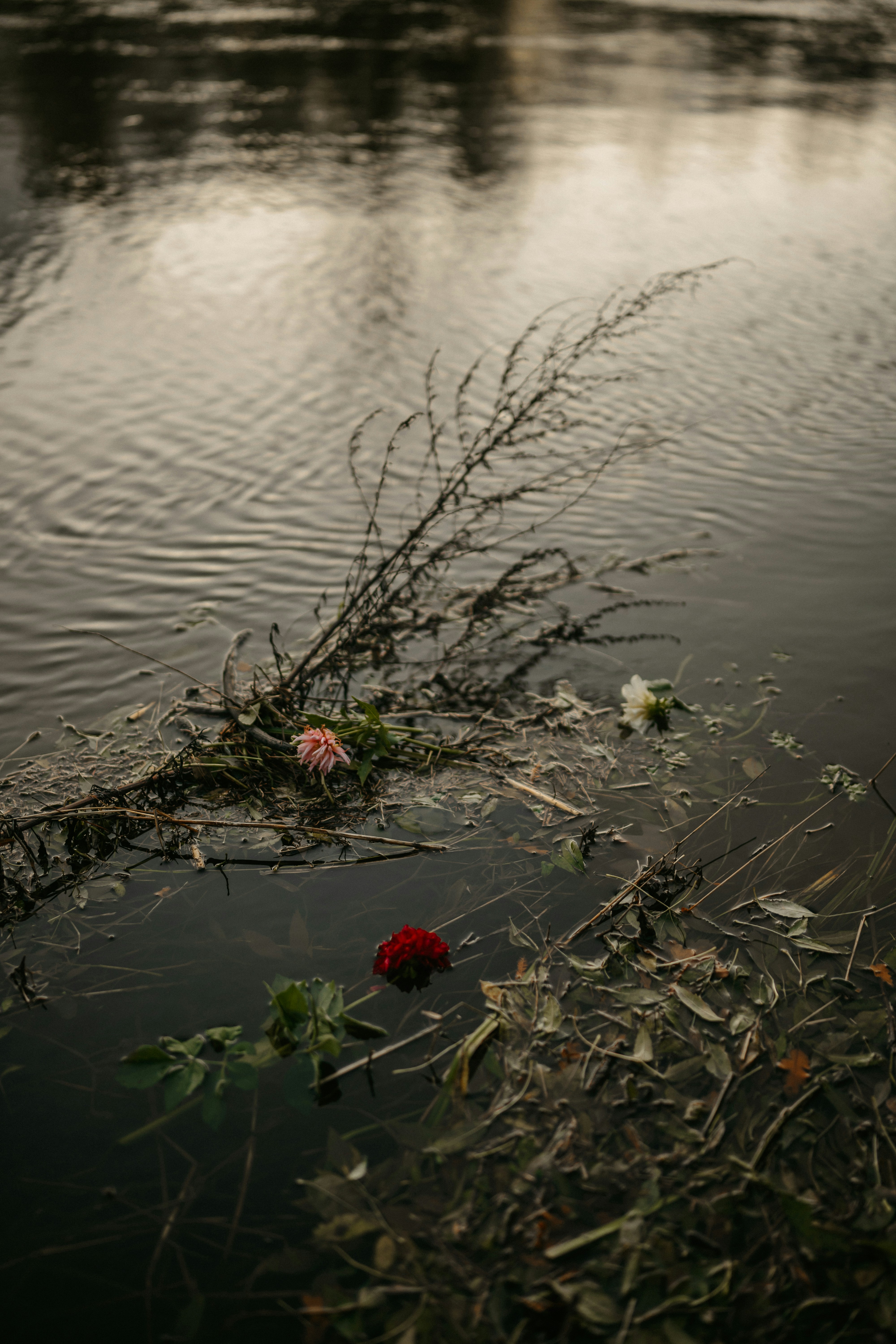River Flower Pictures | Download Free Images on Unsplash