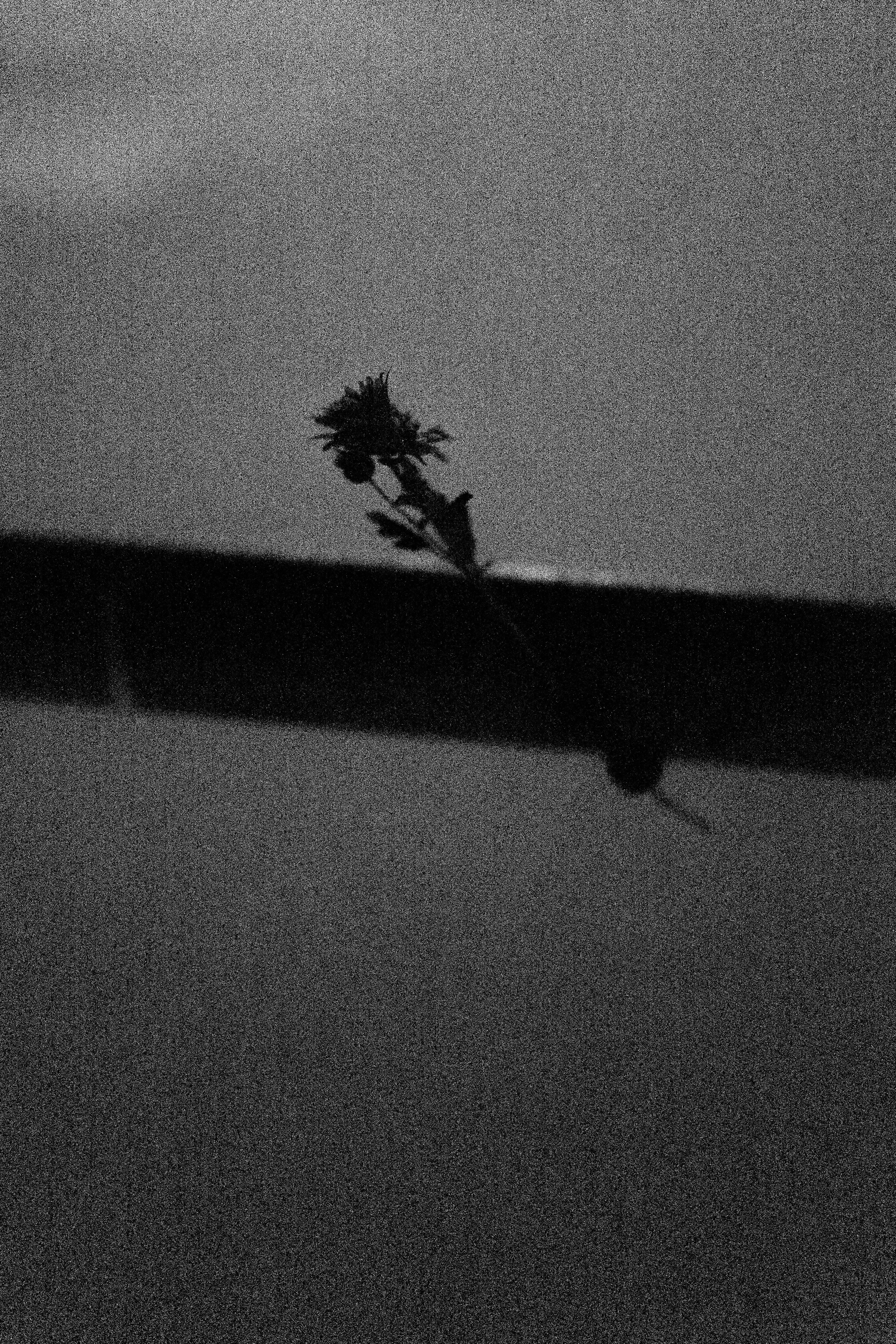 Bleached Rose on a Wire: A Grainy Nightnote
