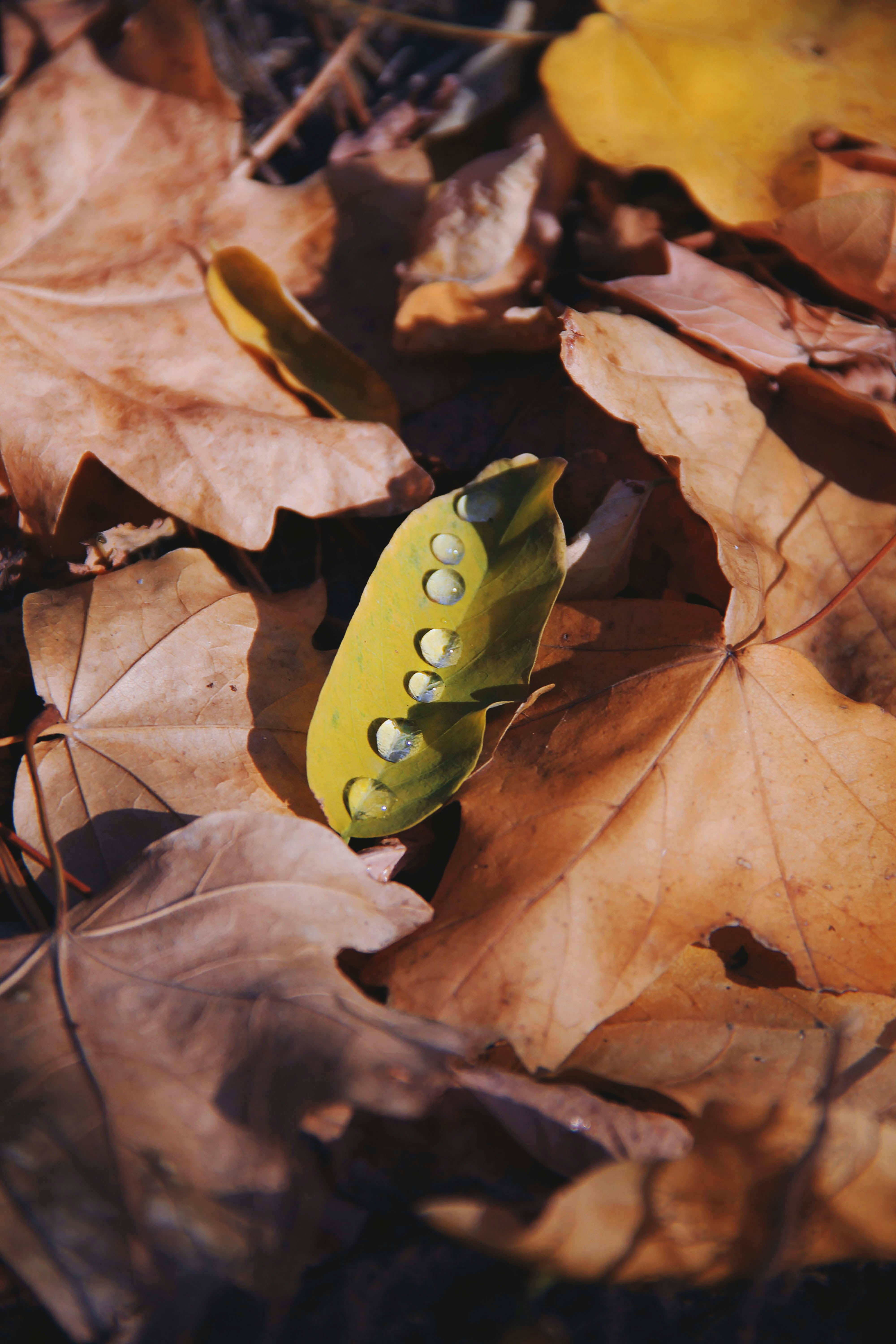 Emerald Seed Pod Amid the Quiet Fire of Fall Leaves