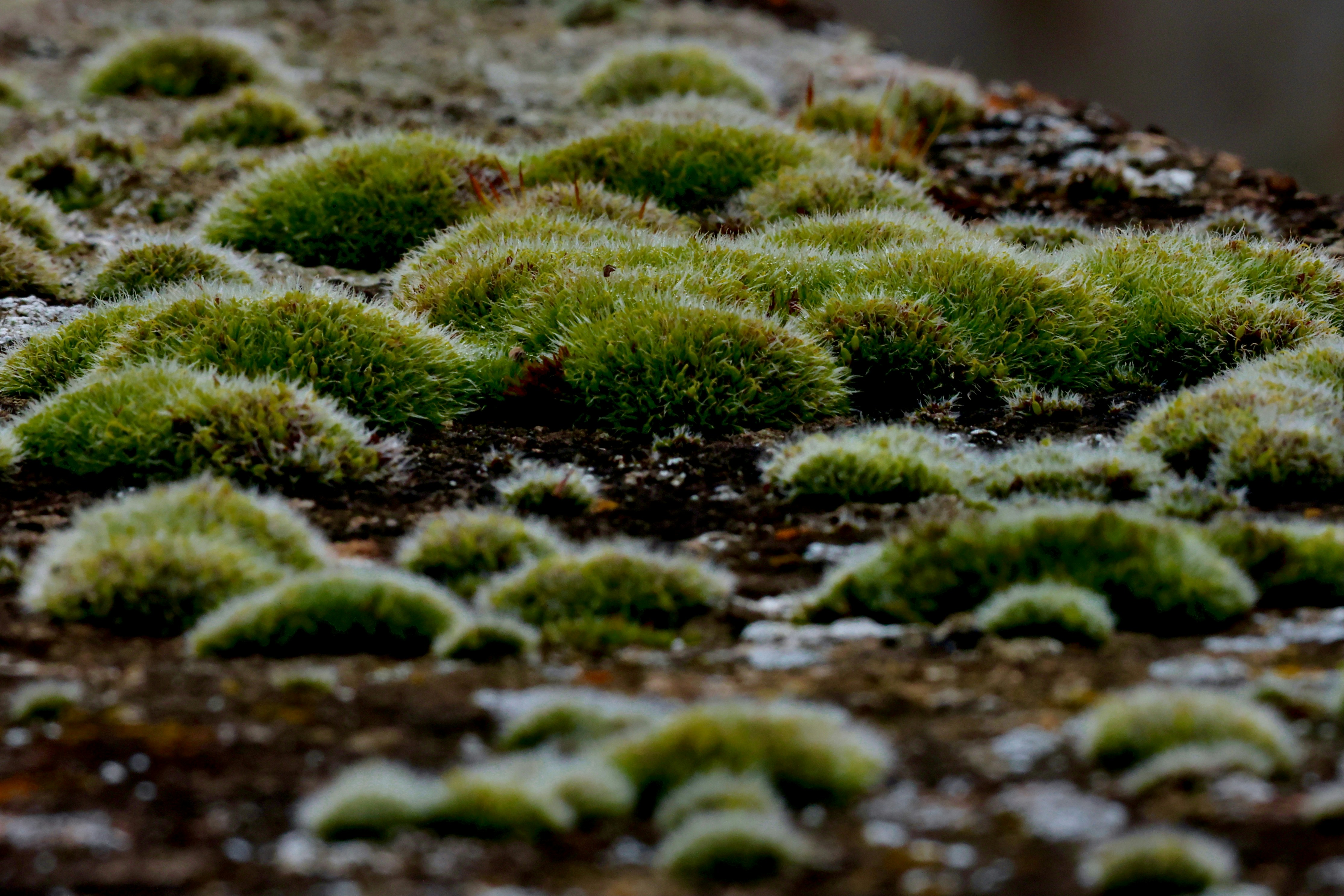 Moss abstract