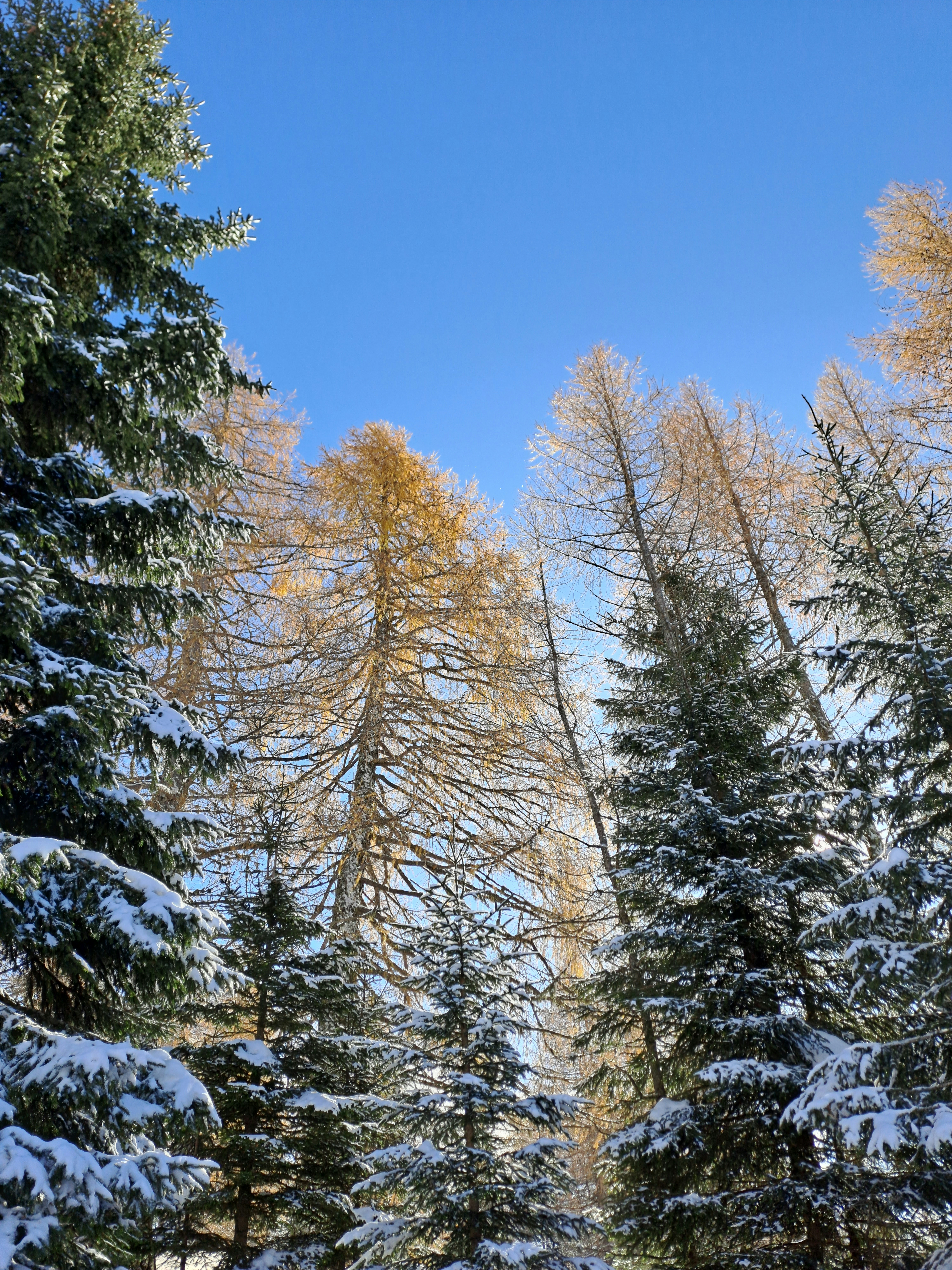 Snow-laden pine trees reach toward a vibrant blue sky.
