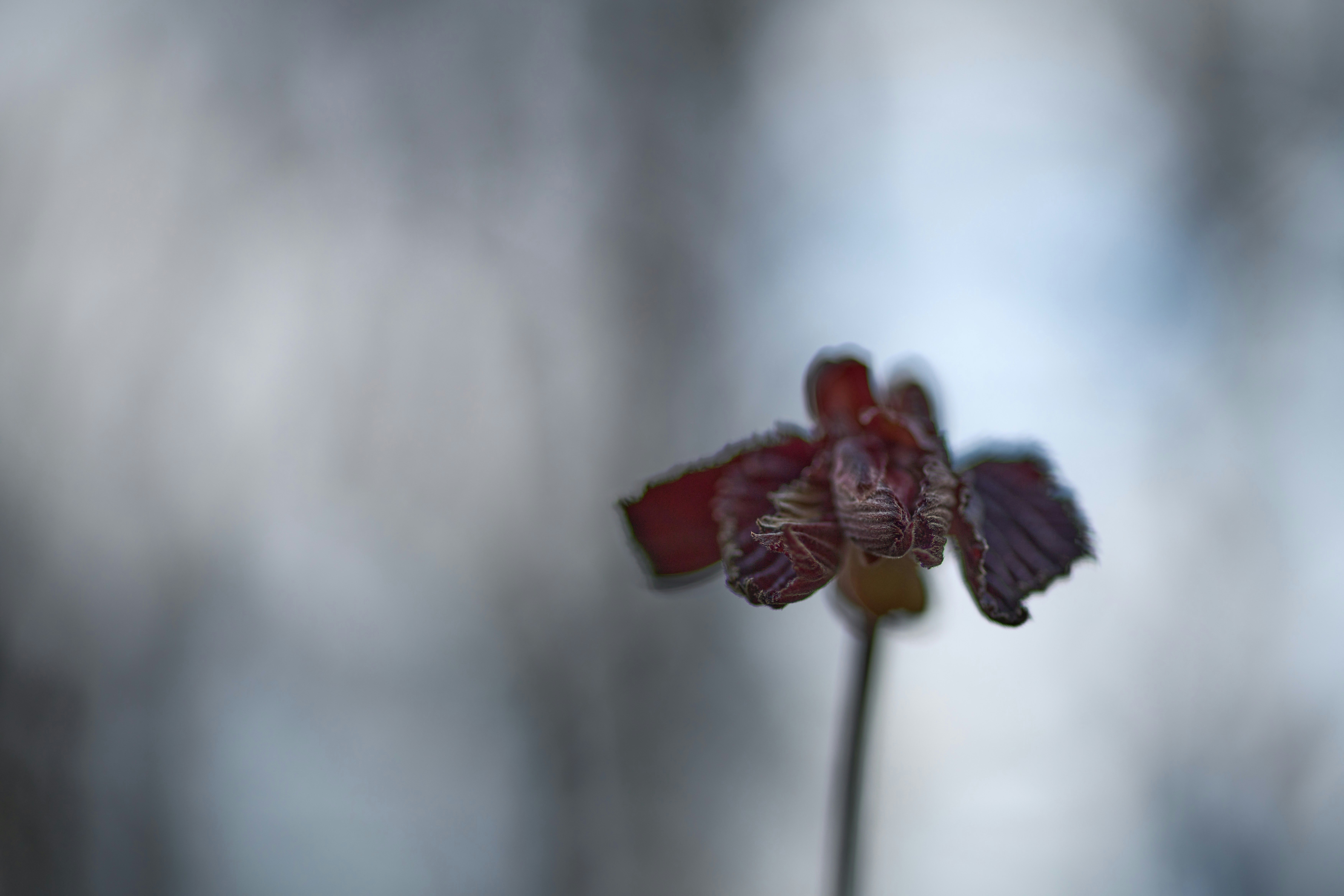 A Solo Bud Emerges in Soft Winter Light