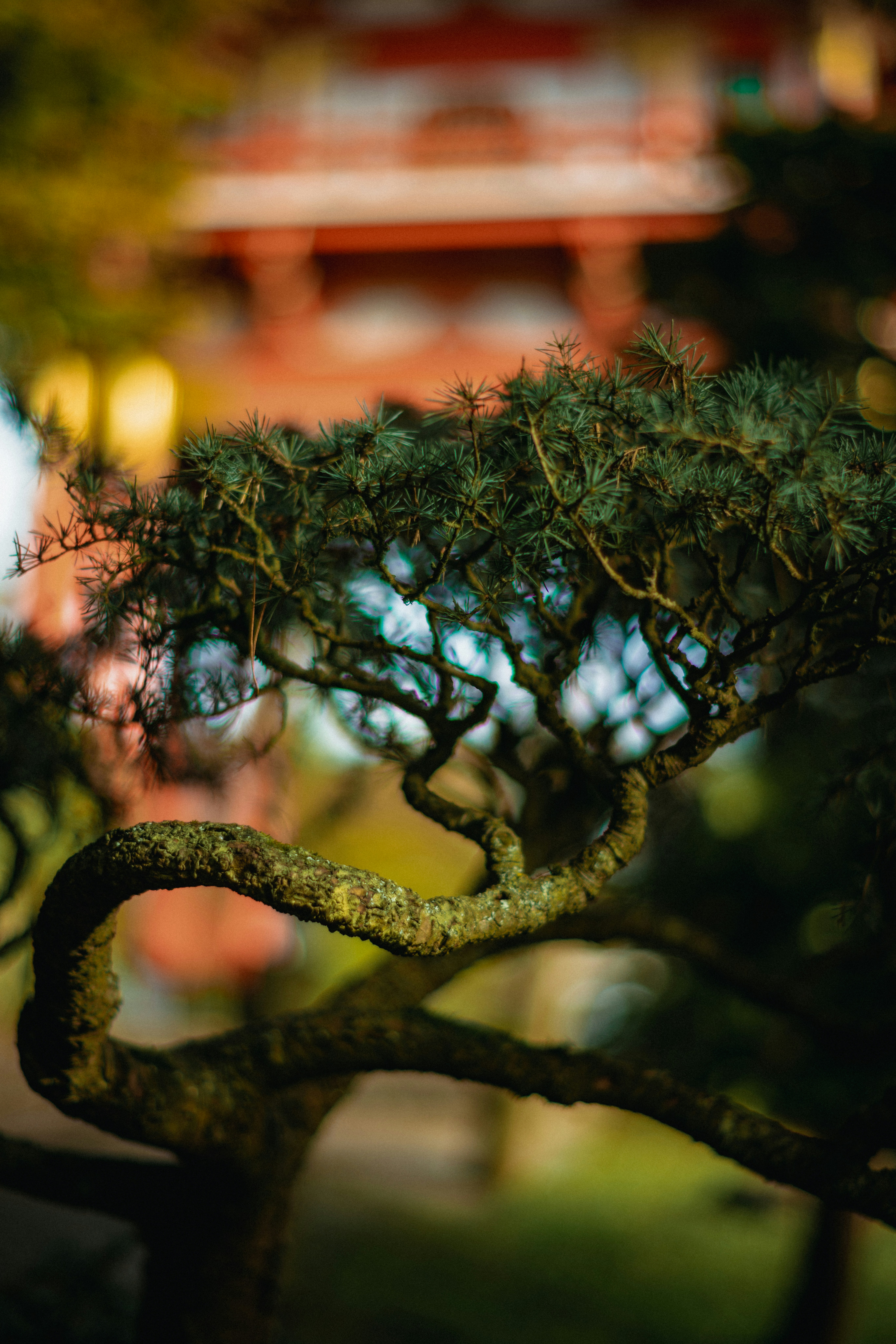 Gnarled Quiet: Bonsai in Front of a Crimson Shrine