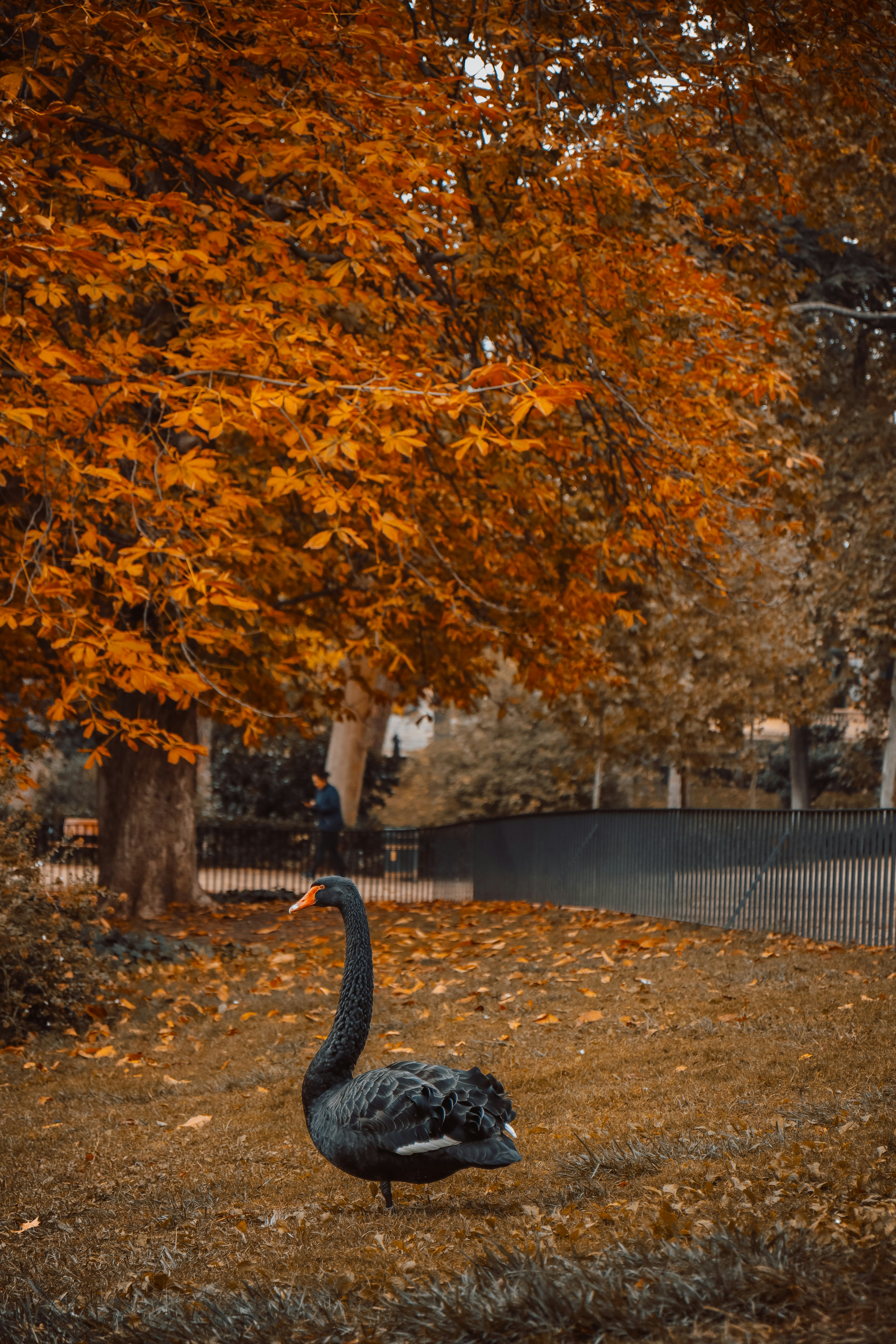 Ember Canopy: A Black Swan on a Leaf-Covered Path