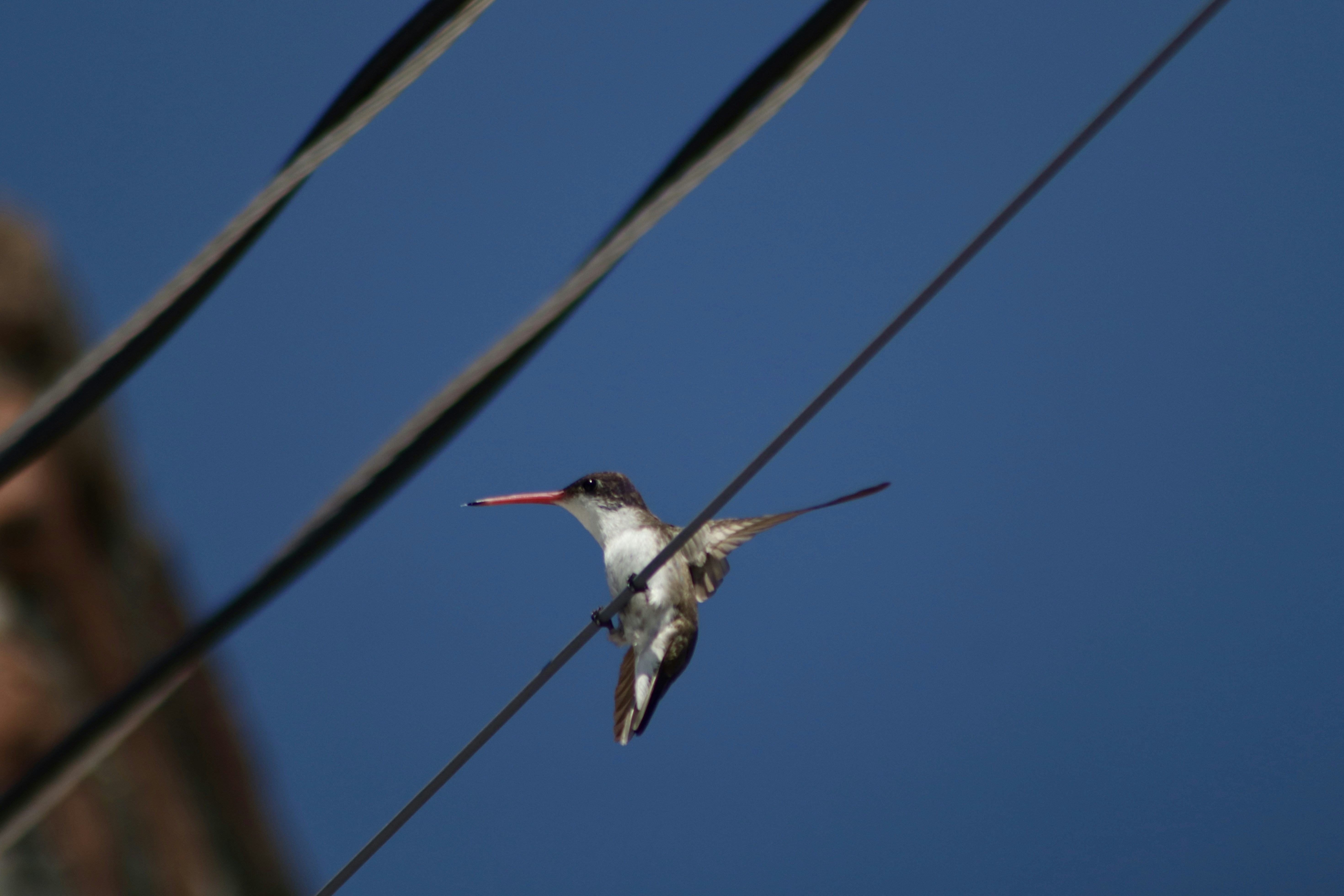 Foto Un colibrí sentado en un alambre con un edificio al fondo – Imagen ...