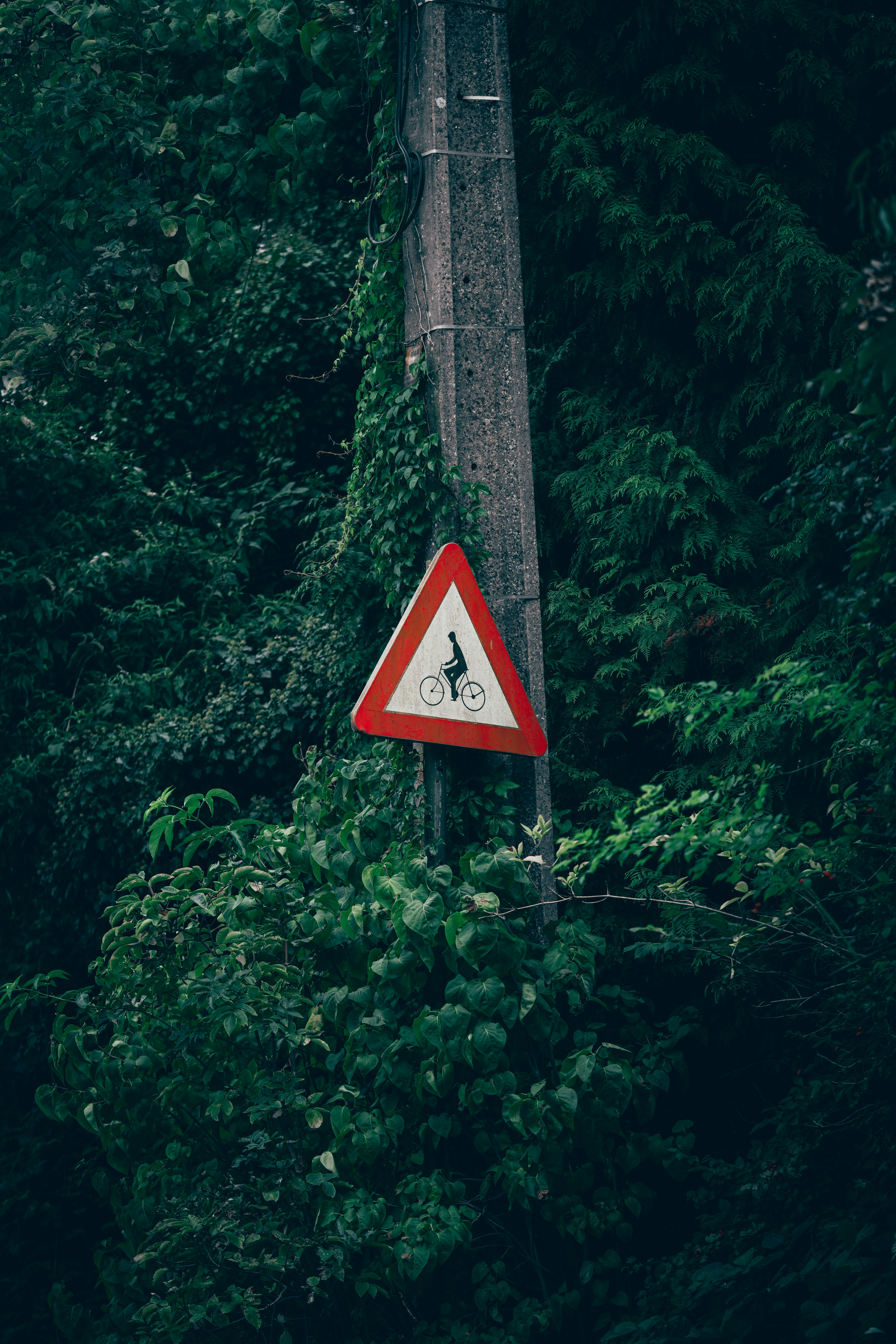 A red and white triangle sign sitting in the middle of a forest photo ...