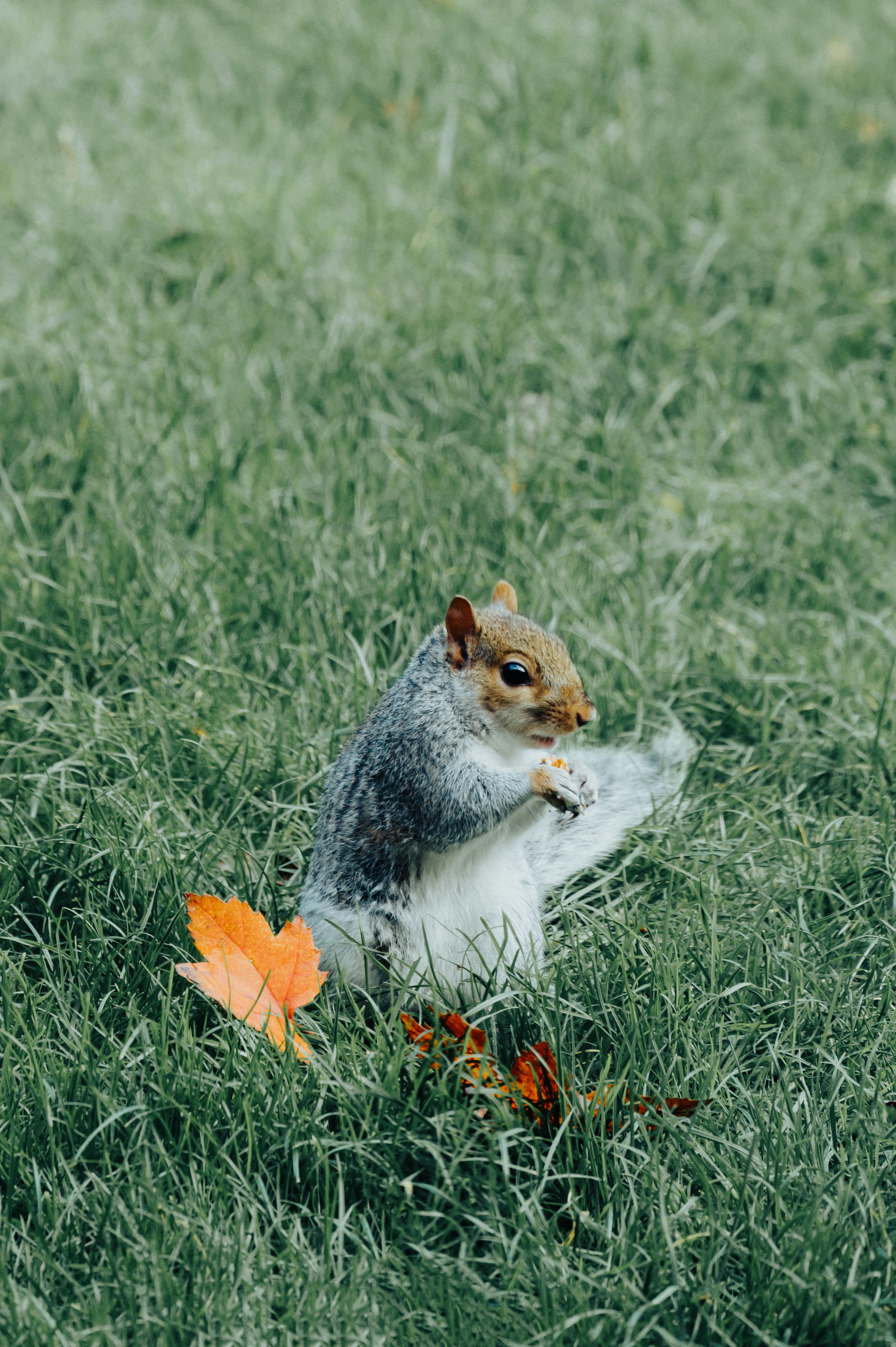 Verdant Pause: Squirrel Balances a Snack Under an Orange Leaf